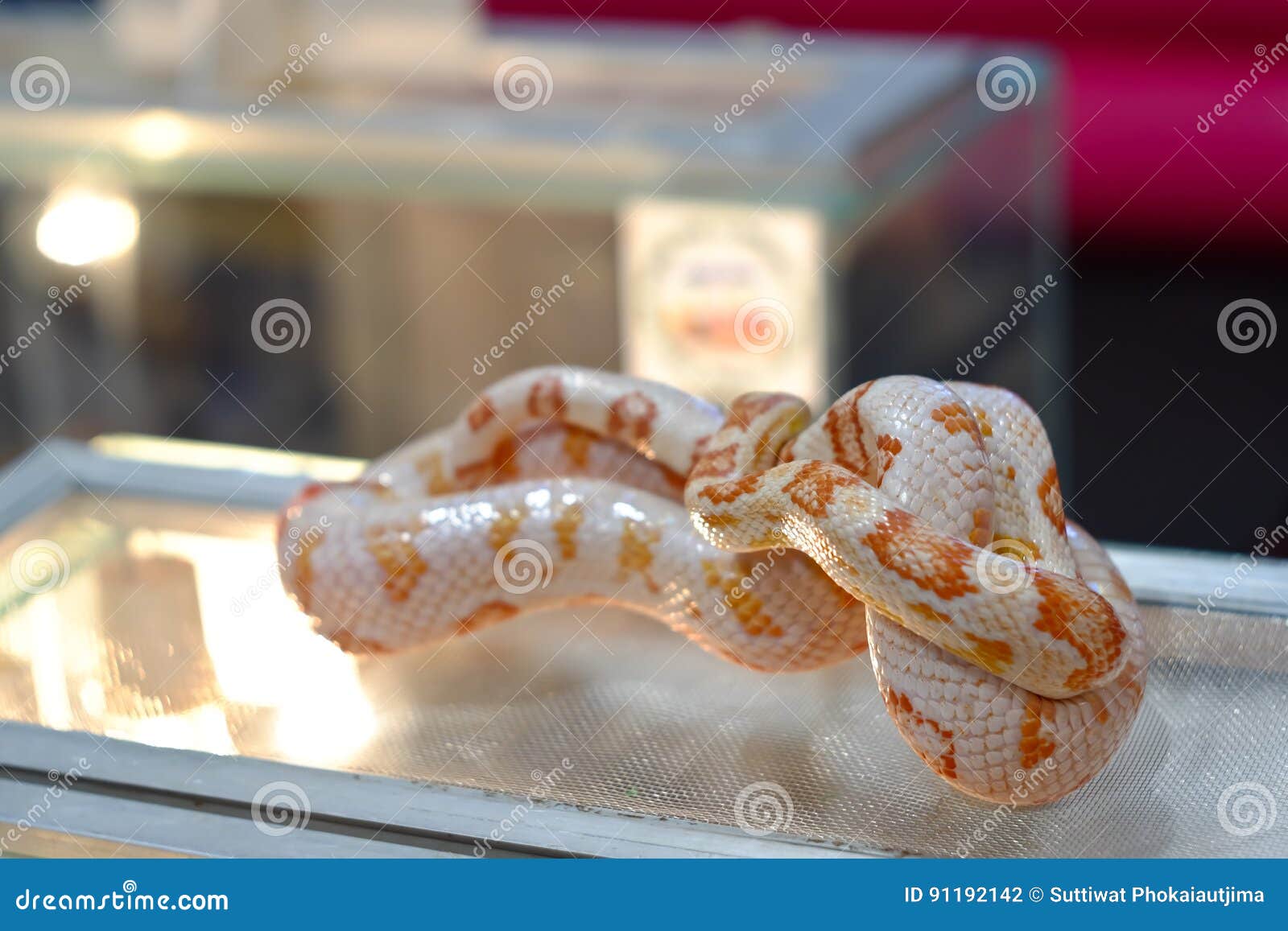 Corn snake stock photo. Image of length, animal, coldblooded - 91192142