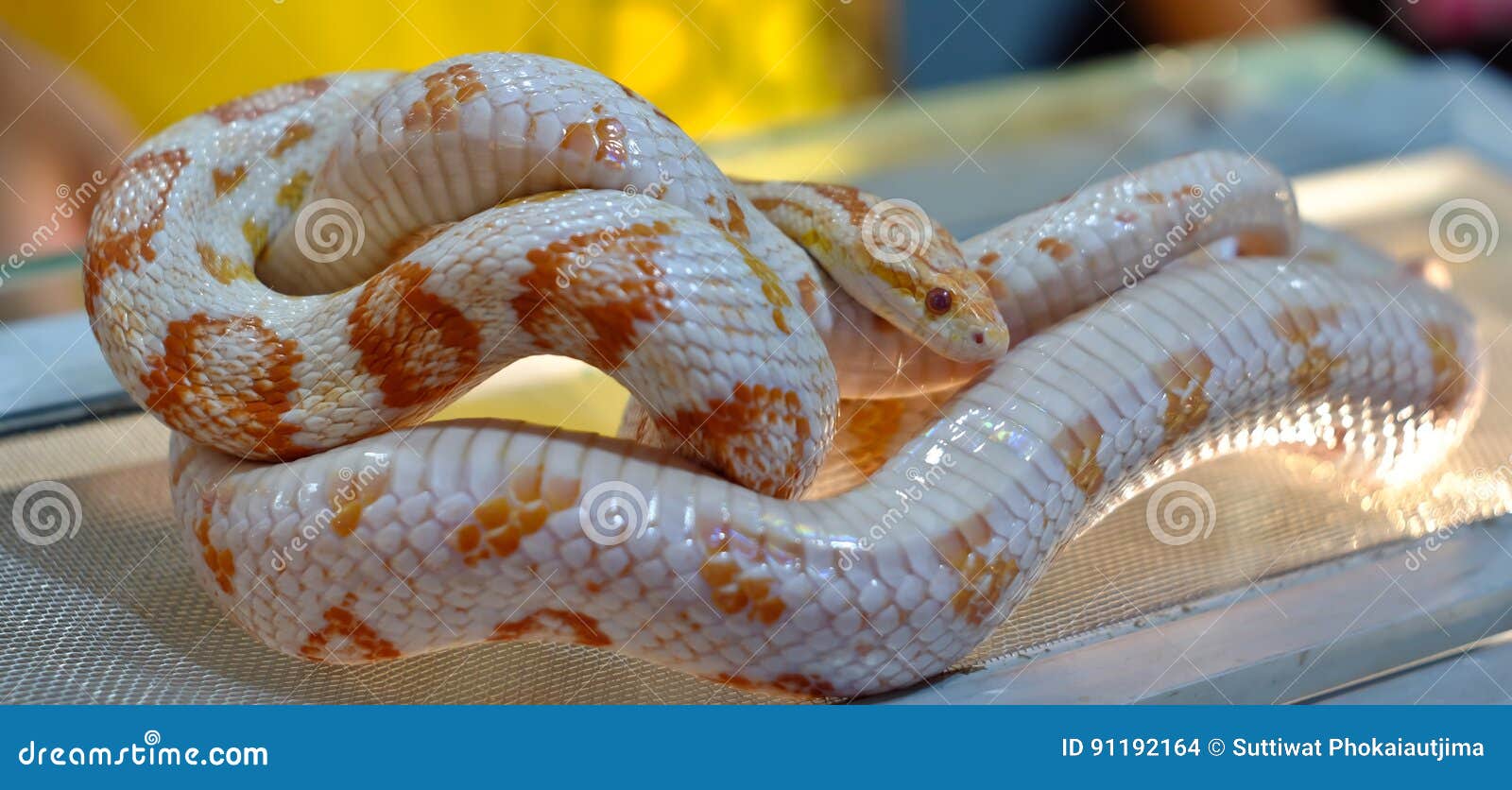 Hypo Fire Corn Snake Stock Image | CartoonDealer.com #73492195