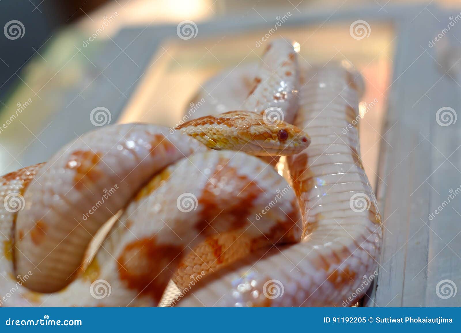 Hypo Fire Corn Snake Stock Photo | CartoonDealer.com #77603244