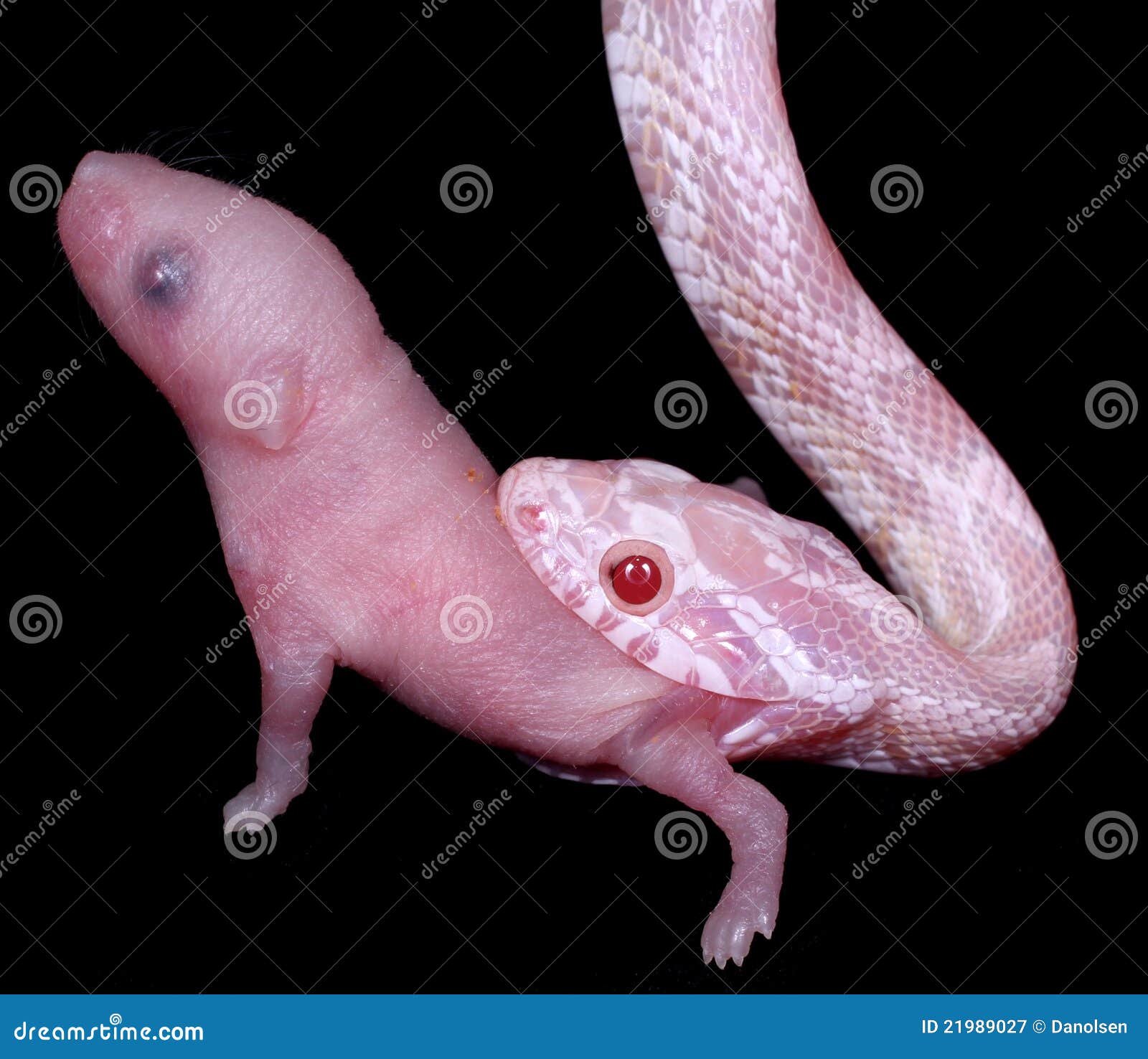 Corn Snake eating stock image. Image of nature, guttatus - 21989027