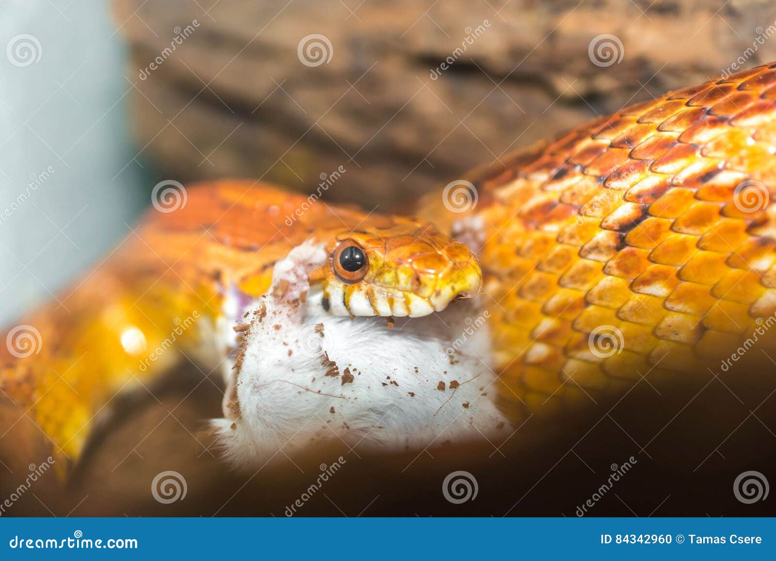 Corn Snake Eating a Little Mouse Stock Photo - Image of astrology ...