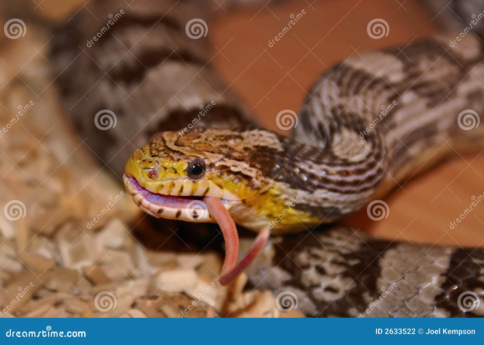 Garter Snake Eating Mouse