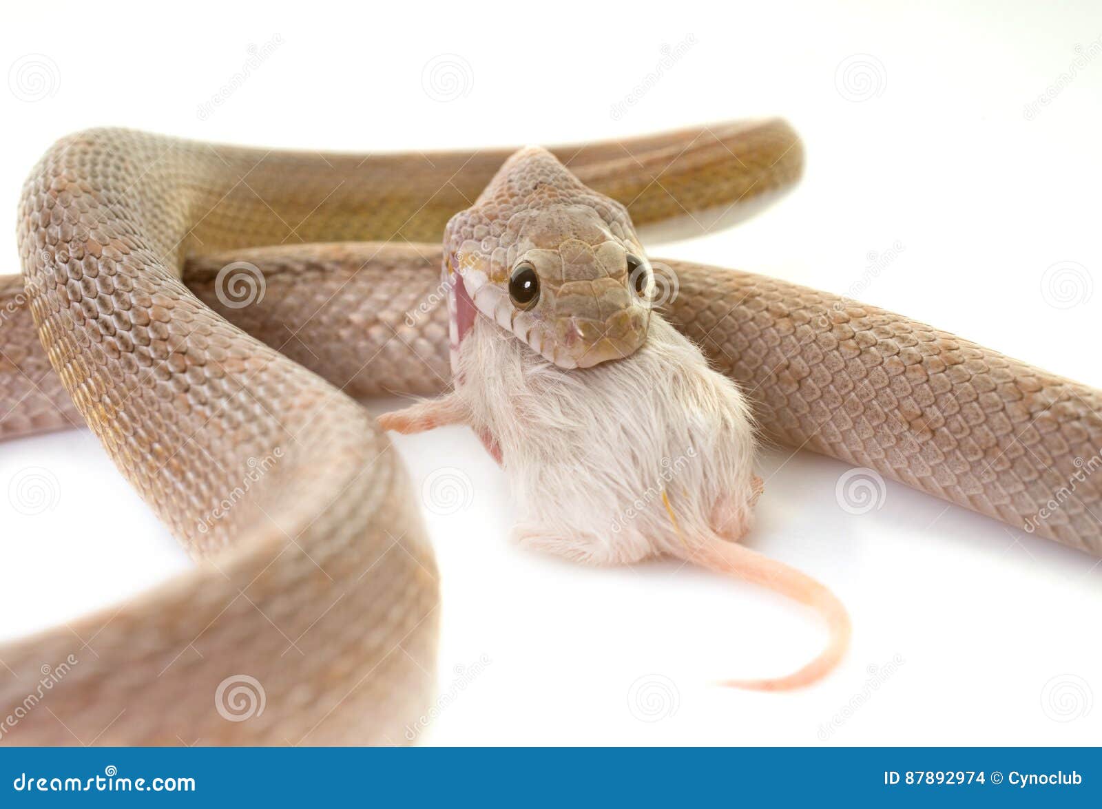 Snake Eating Mouse. Stock Photography | CartoonDealer.com #42452744