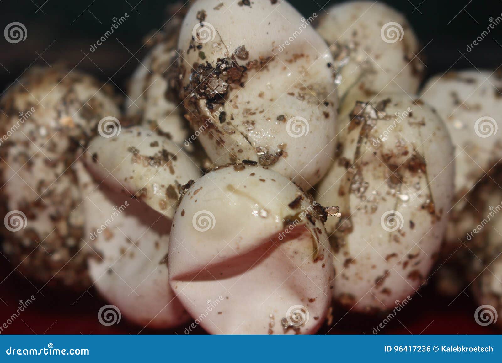 Empty Snake Eggs are Dented in after Snake Exits the Egg Stock Photo ...
