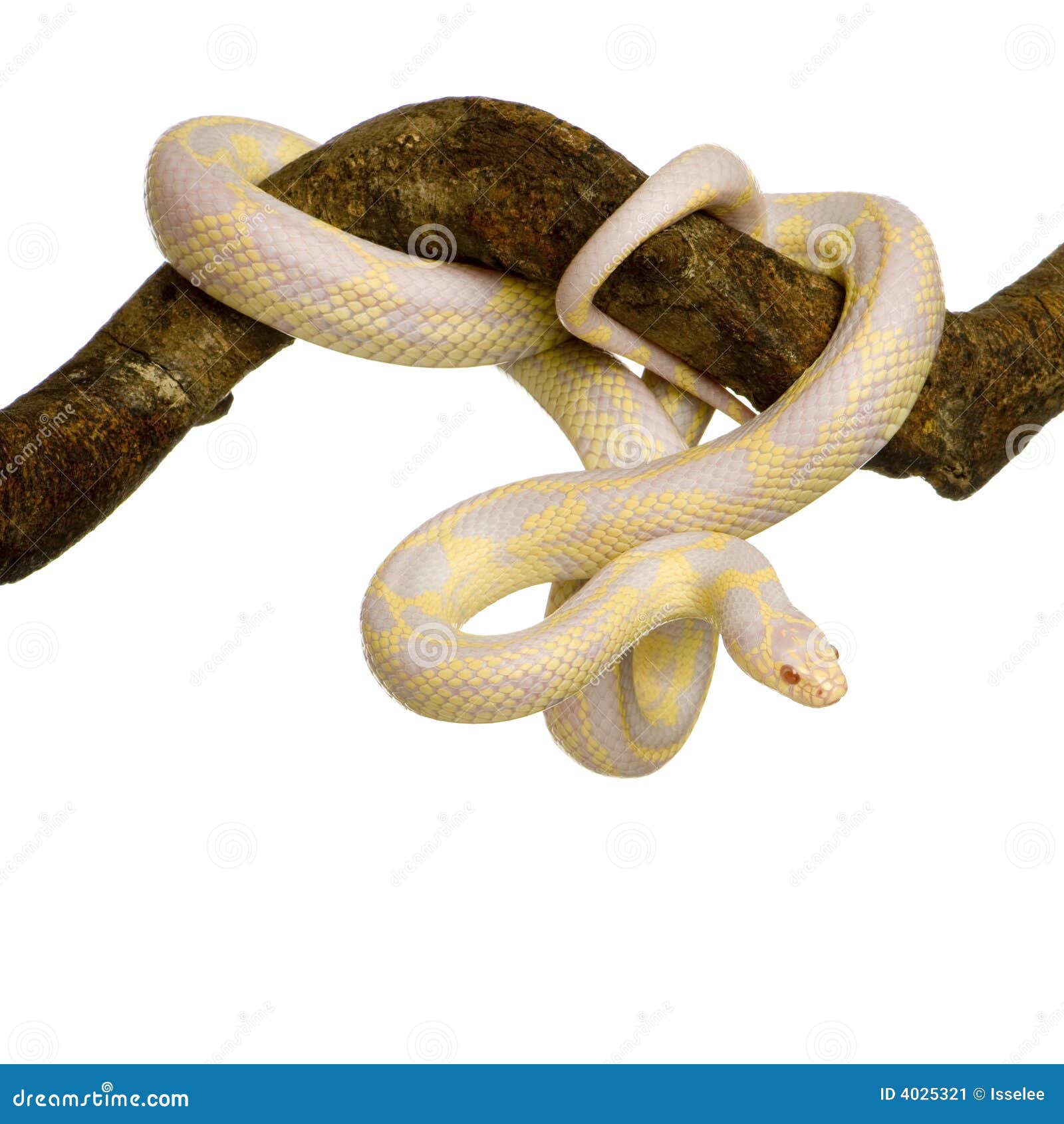 Elaphe Guttata (Guttata) Stock Photography | CartoonDealer.com #515894