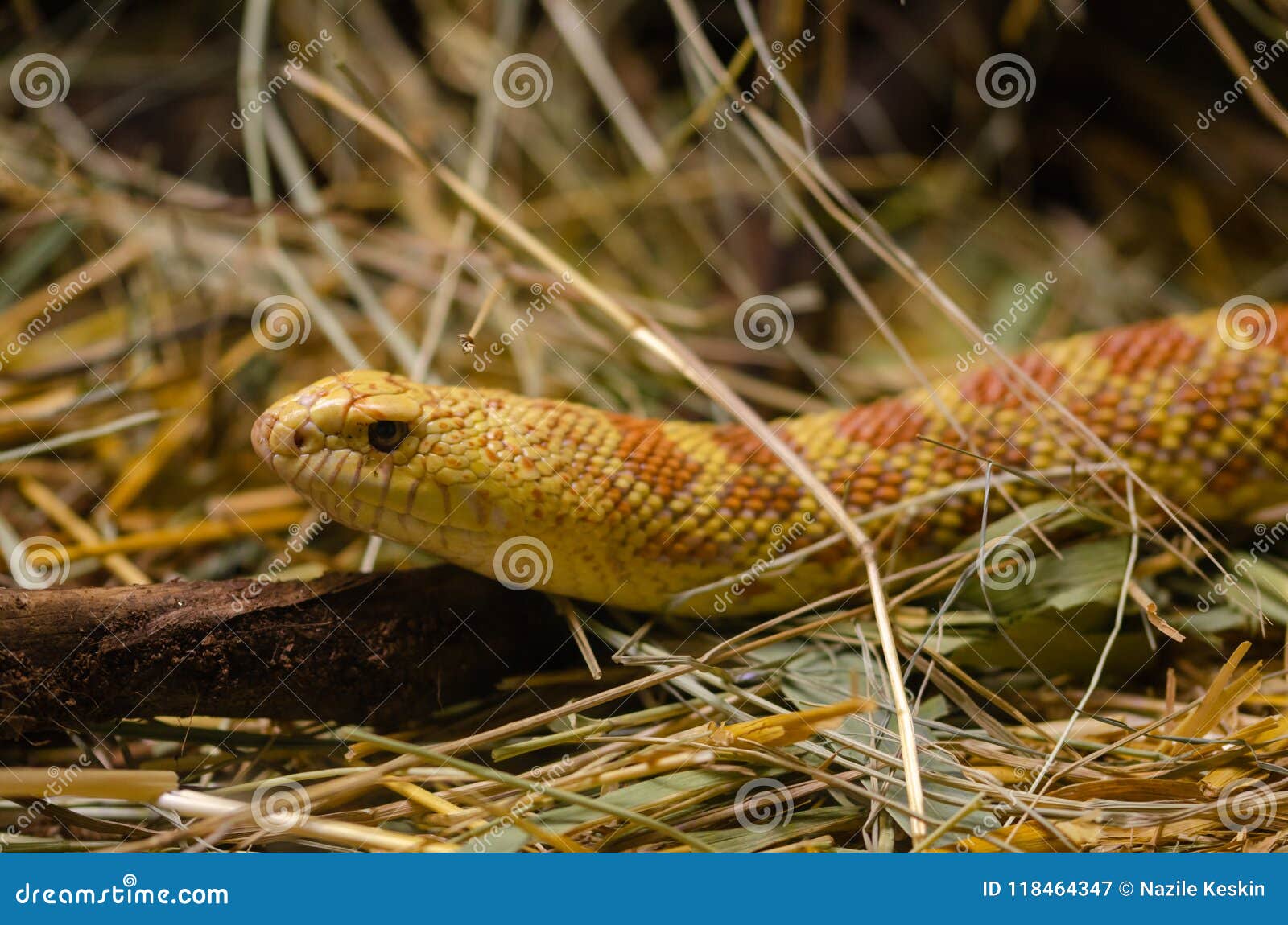 Corn Snake Elophe Rufodorsata on Straw. Stock Image - Image of elophe ...