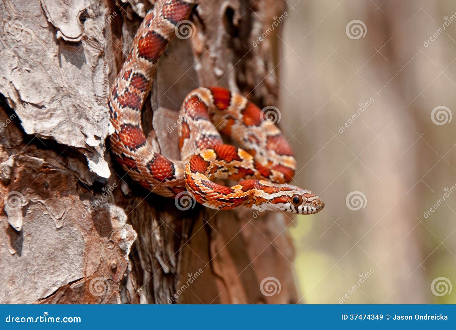 Corn Snake stock image. Image of ecology, biodiversity - 37474349