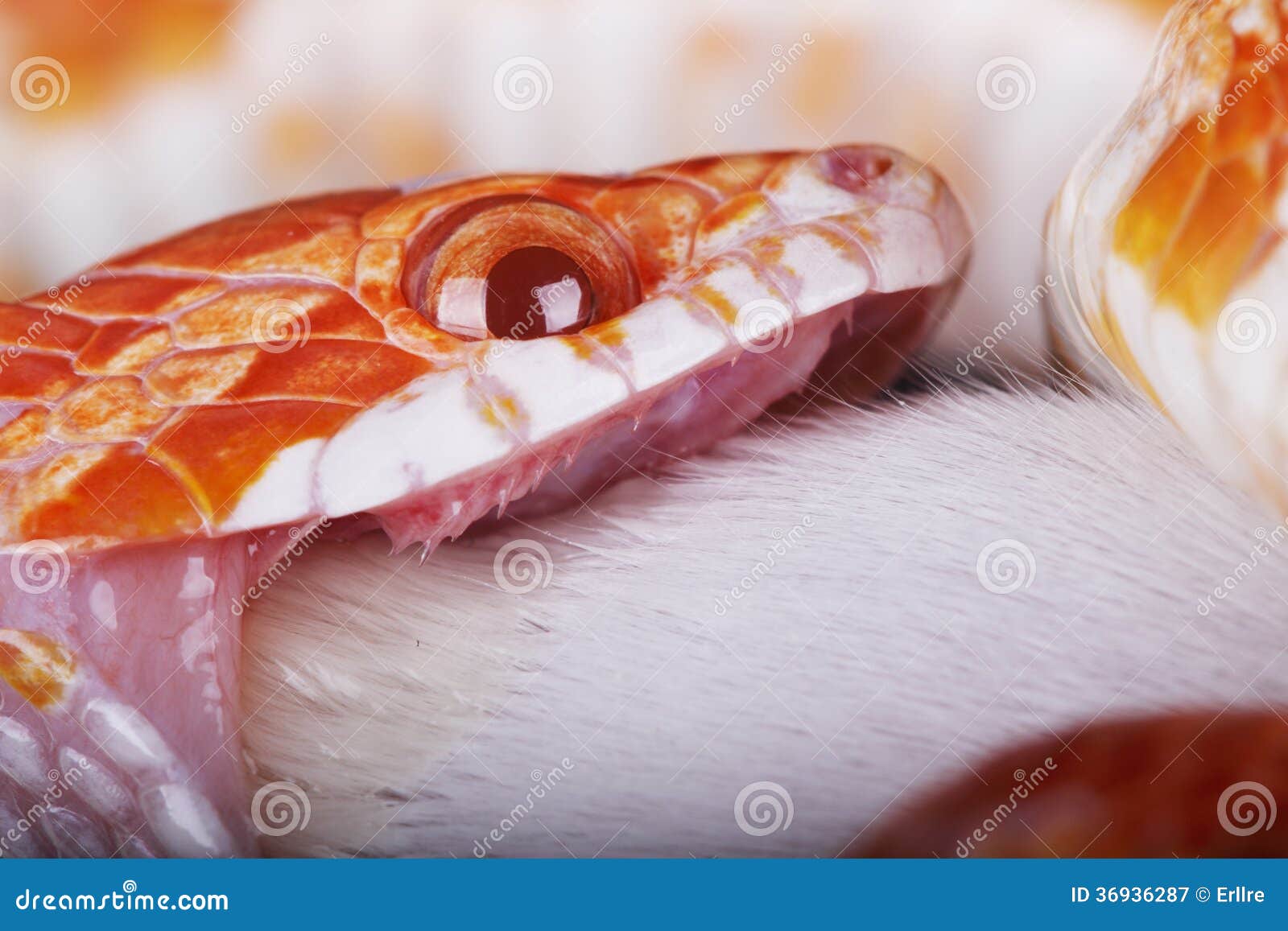 Corn Snake Teeth