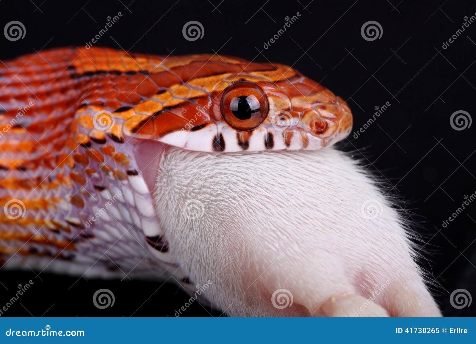 Do Corn Snakes Have Teeth