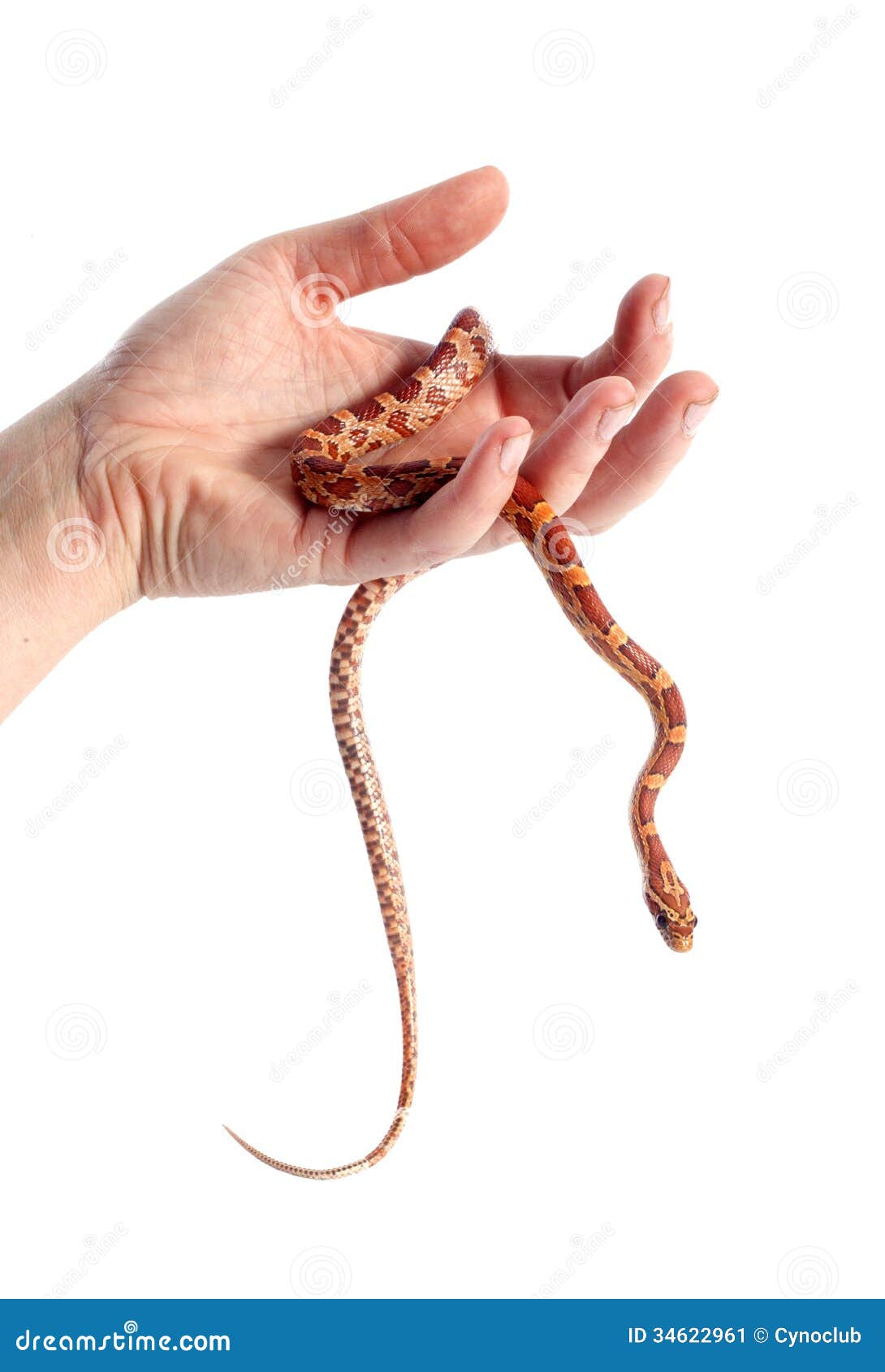 Corn snake in hand stock image. Image of orange, young - 34622961