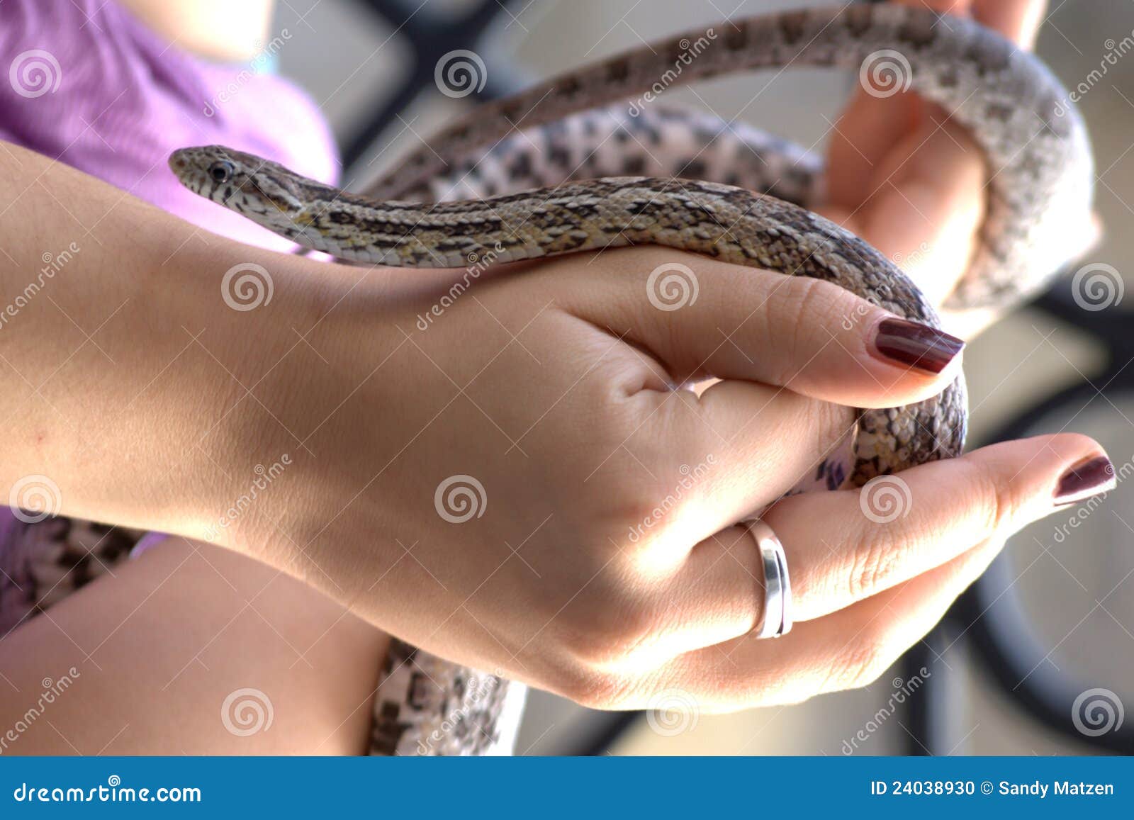 Corn snake in hands stock photo. Image of corn, woman - 24038930