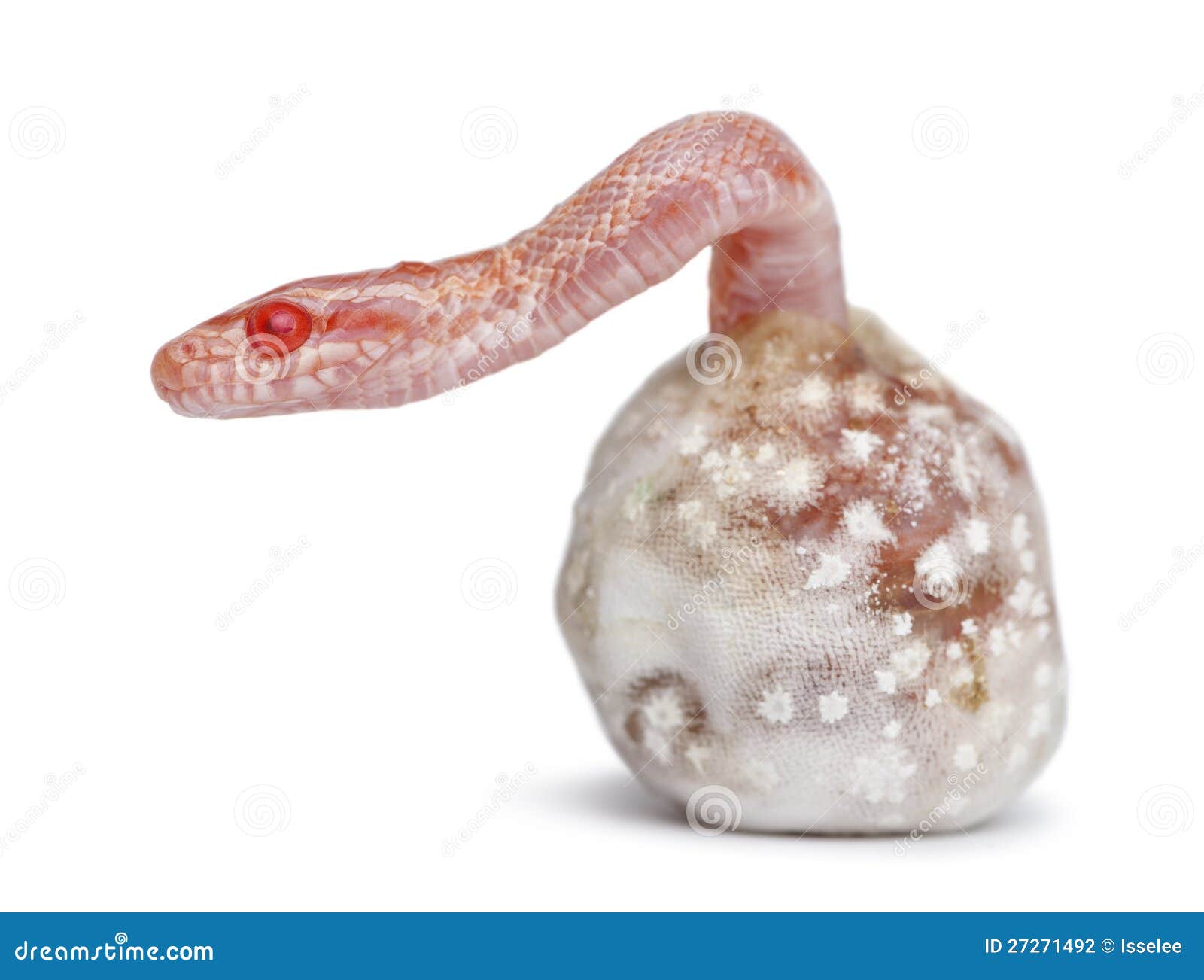 Snake Hatching Out Egg Stock Photos - Free & Royalty-Free Stock Photos ...