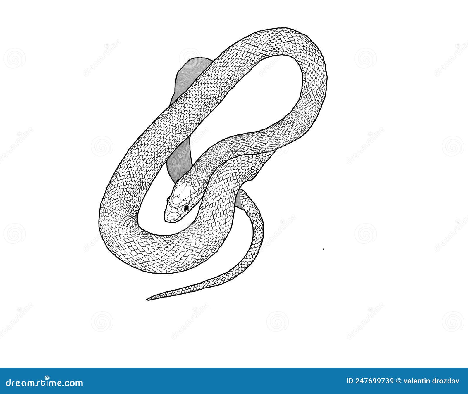 Corn Snake Illustrated on a White Background Stock Illustration ...