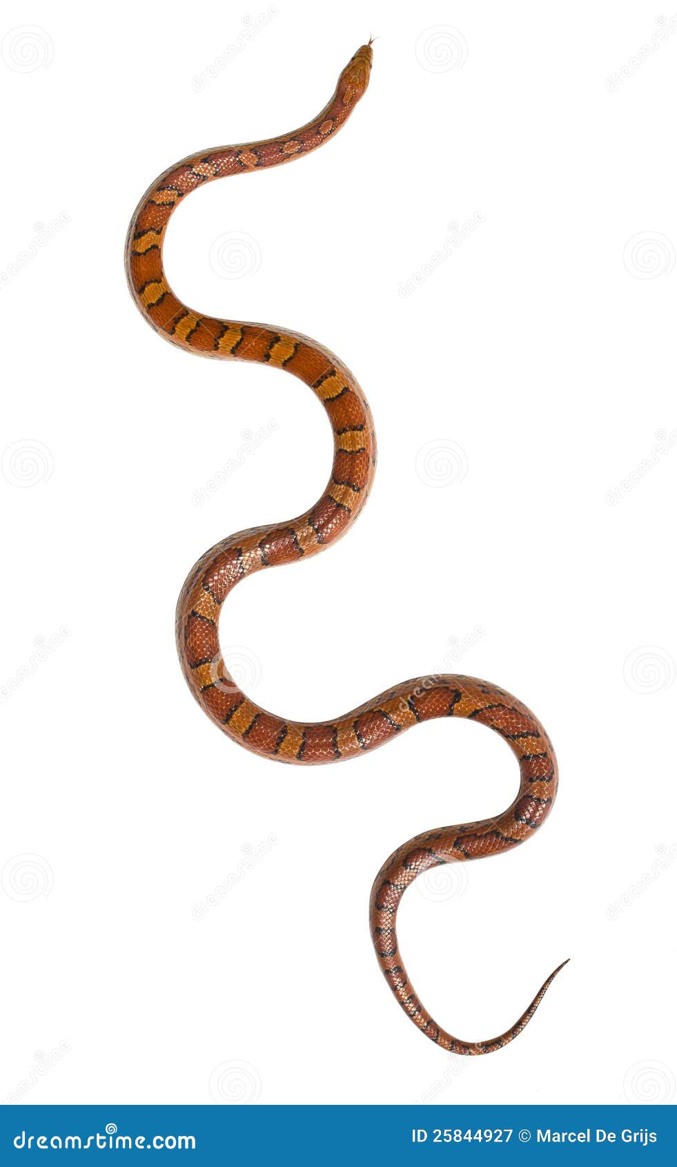 Corn Snake Hatching, Pantherophis Guttatus Royalty-Free Stock Image ...