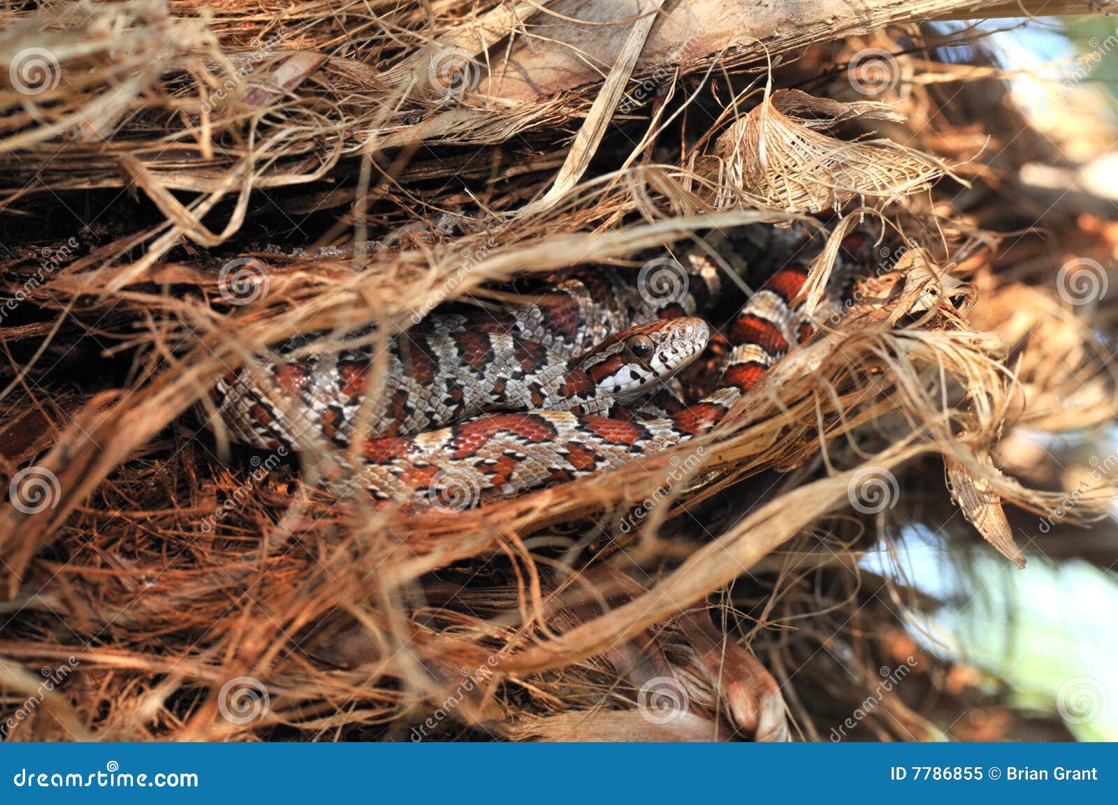 Corn snake in palm tree stock image. Image of saorsa, striped - 7786855