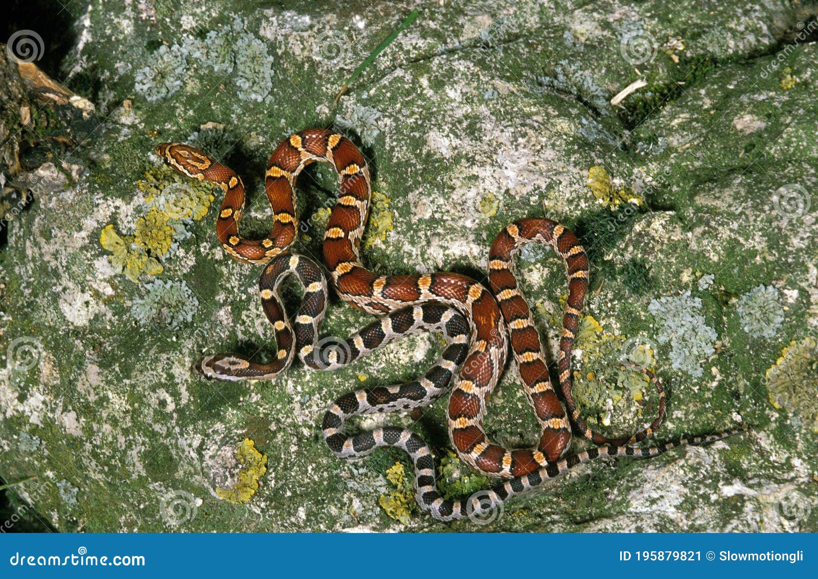 Corn Snake or Rat Snake, Elaphe Guttata, Adults Stock Image - Image of ...