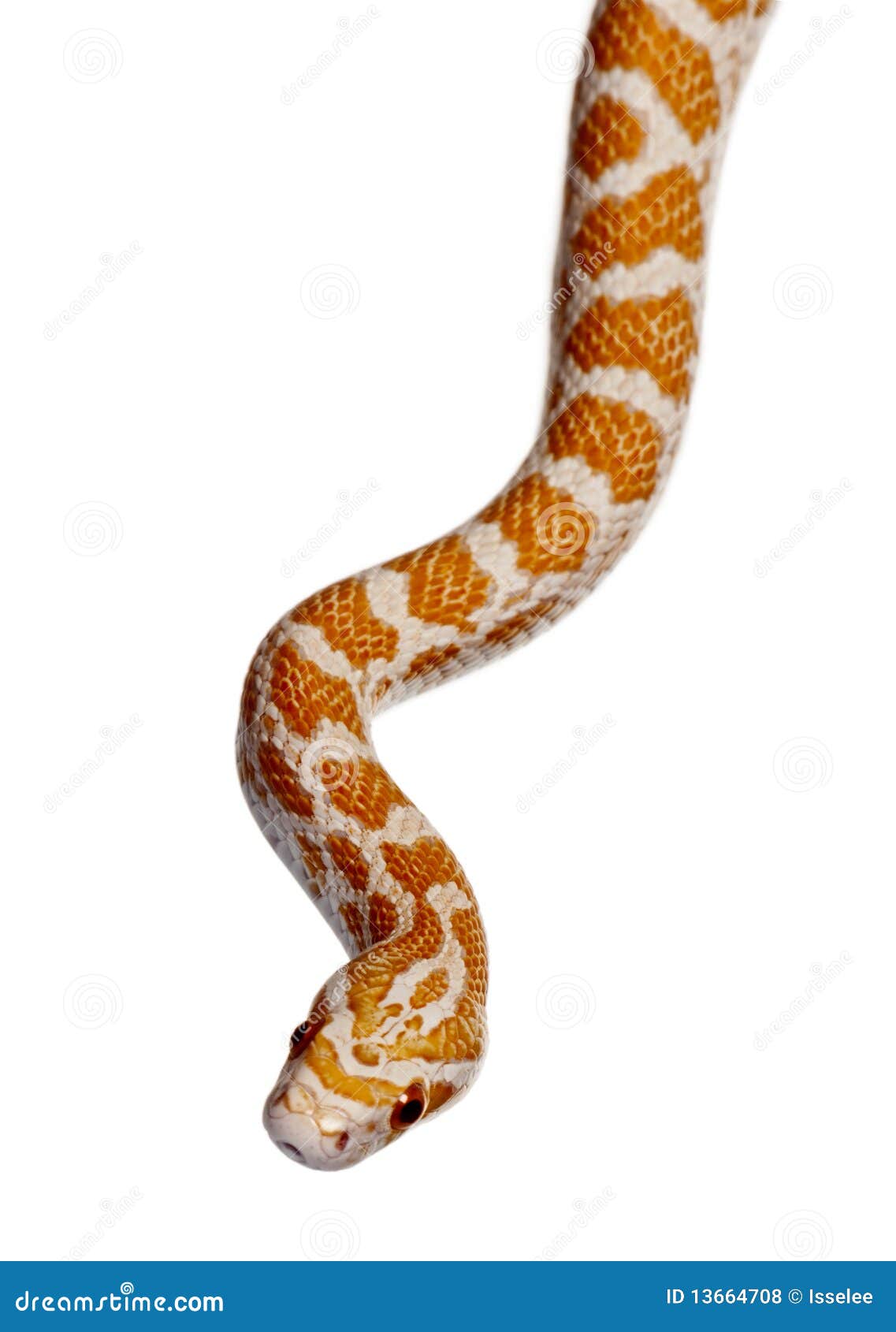 Corn Snake or Red Rat Snake, Slithering Stock Photo - Image of looking ...