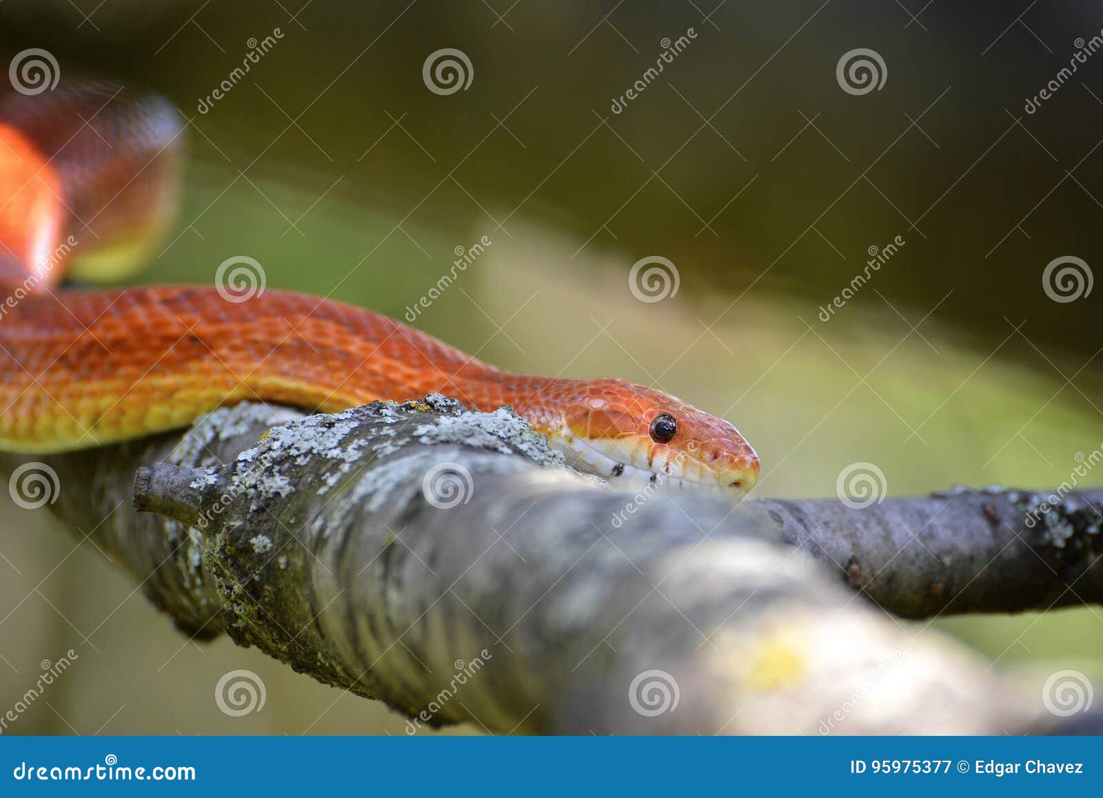 Corn Snake on a Tree Branch Stock Image - Image of beautiful, head ...