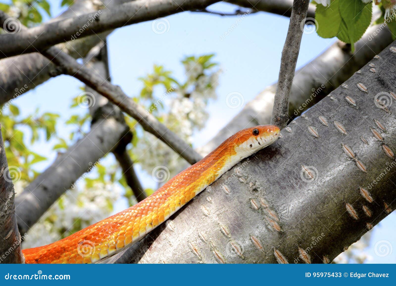 Corn Snake on a Tree Branch Stock Image - Image of corn, shot: 95975433