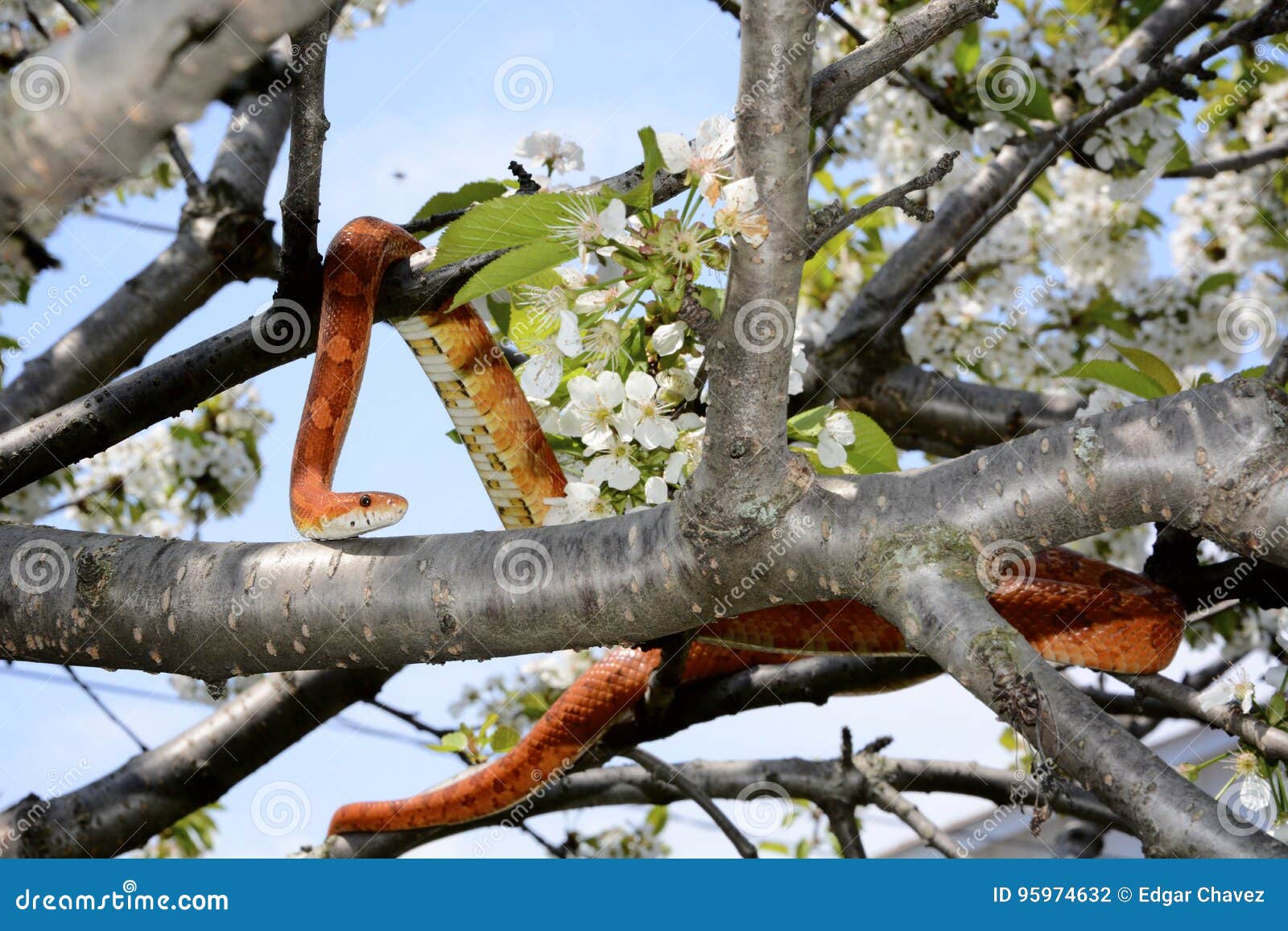 Corn Snake on a Tree Branch Stock Photo - Image of colorful, branch ...