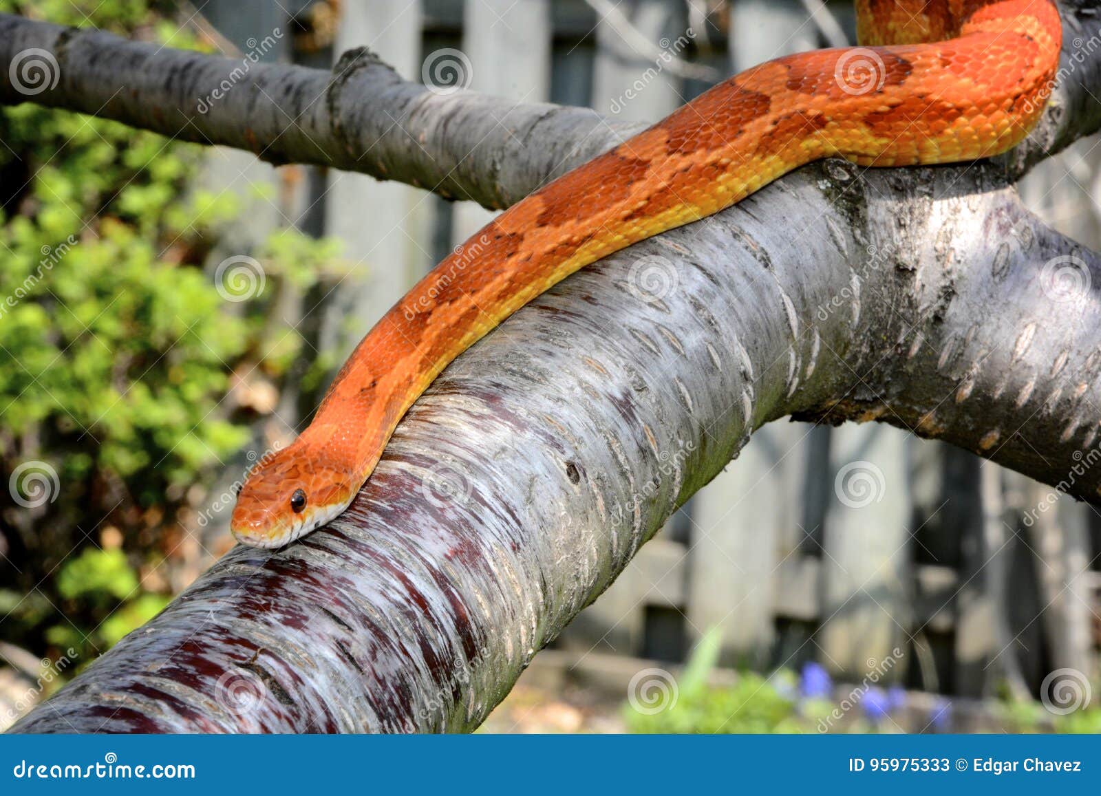 Corn Snake on a Tree Branch Stock Image - Image of cornsnake, beautiful ...