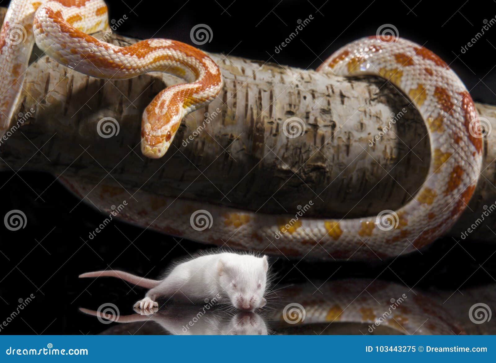 Corn Snake and mice stock image. Image of hemitheconyx - 103443275