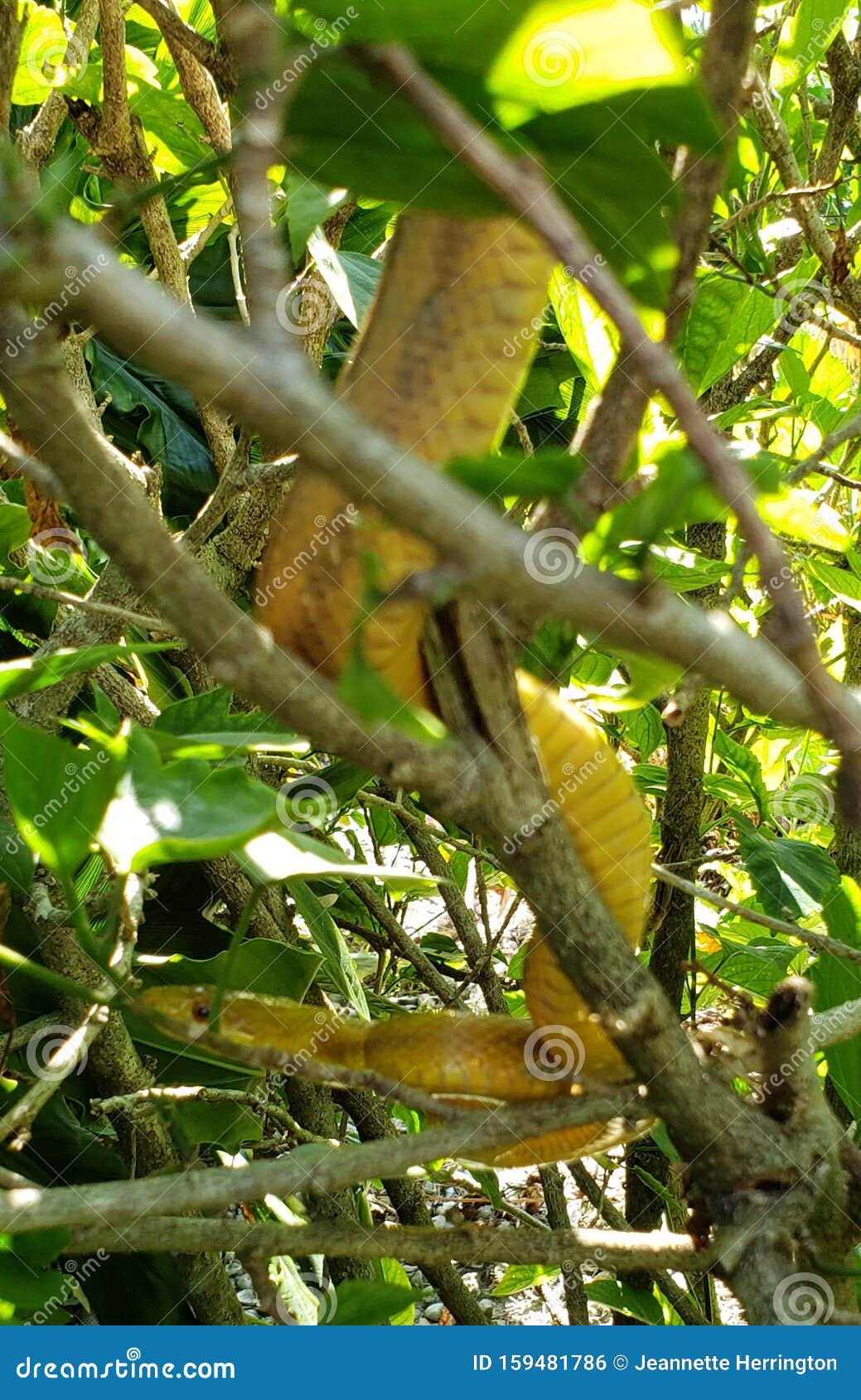 Corn snake in a tree. stock photo. Image of corn, tree - 159481786