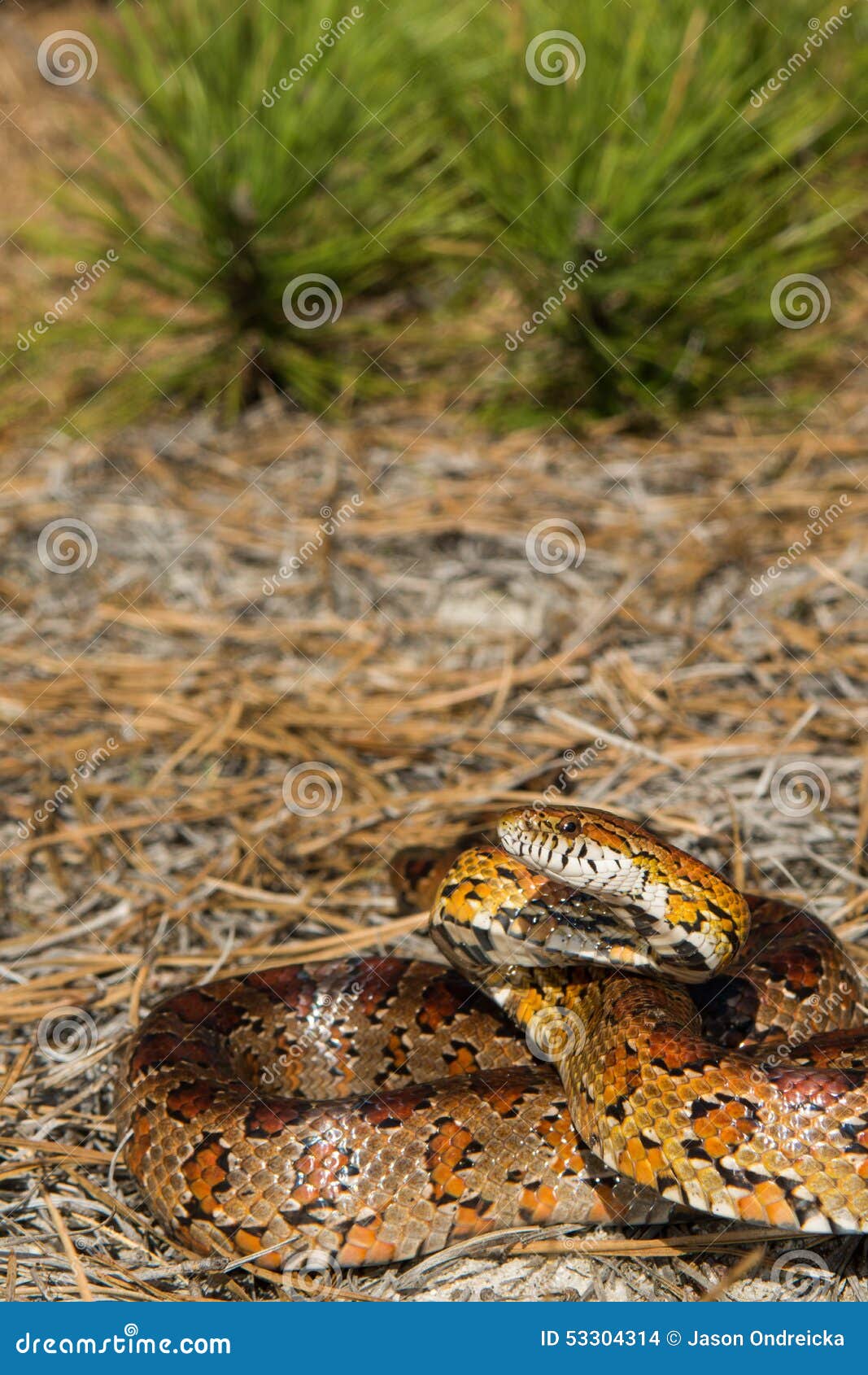 Corn Snake stock photo. Image of jersey, coloration, belly - 53304314