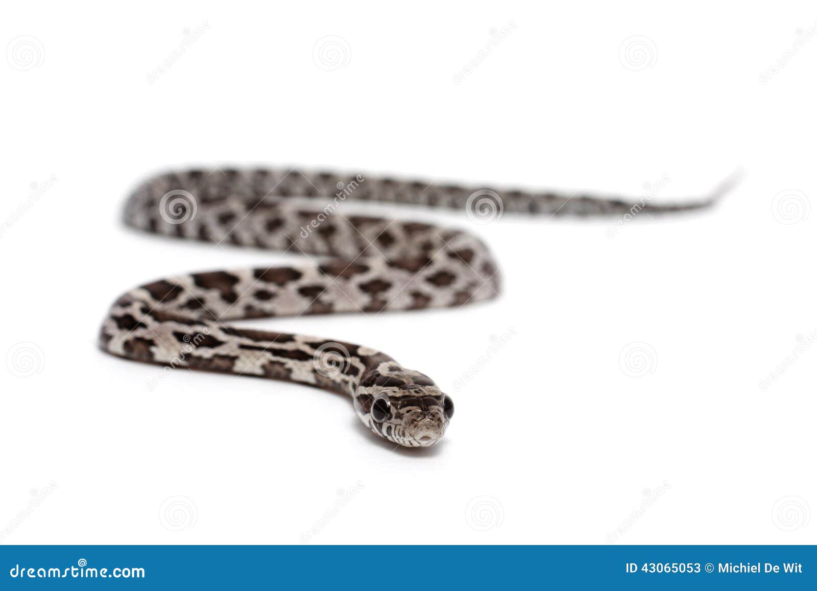 Corn snake stock image. Image of colorful, attack, reptilian - 43065053