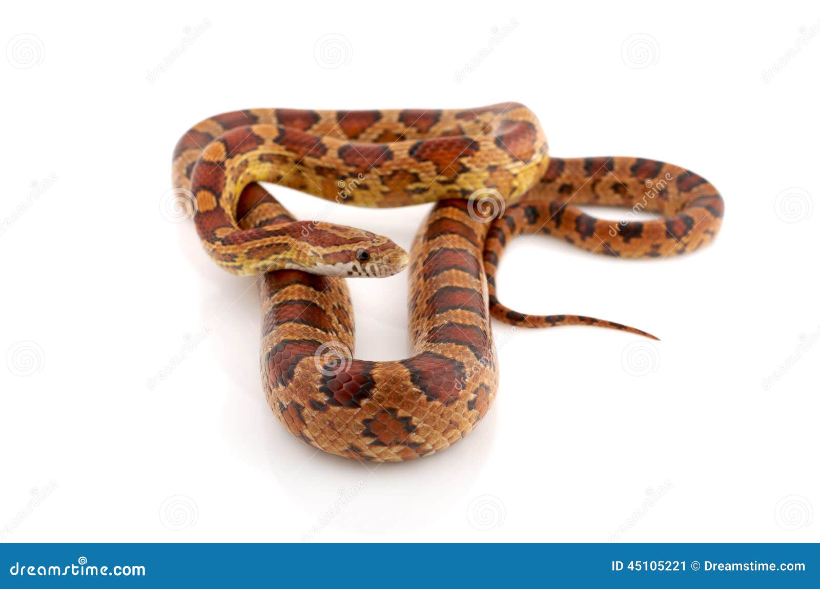Corn Snake on a White Background Stock Image - Image of white, elaphe ...