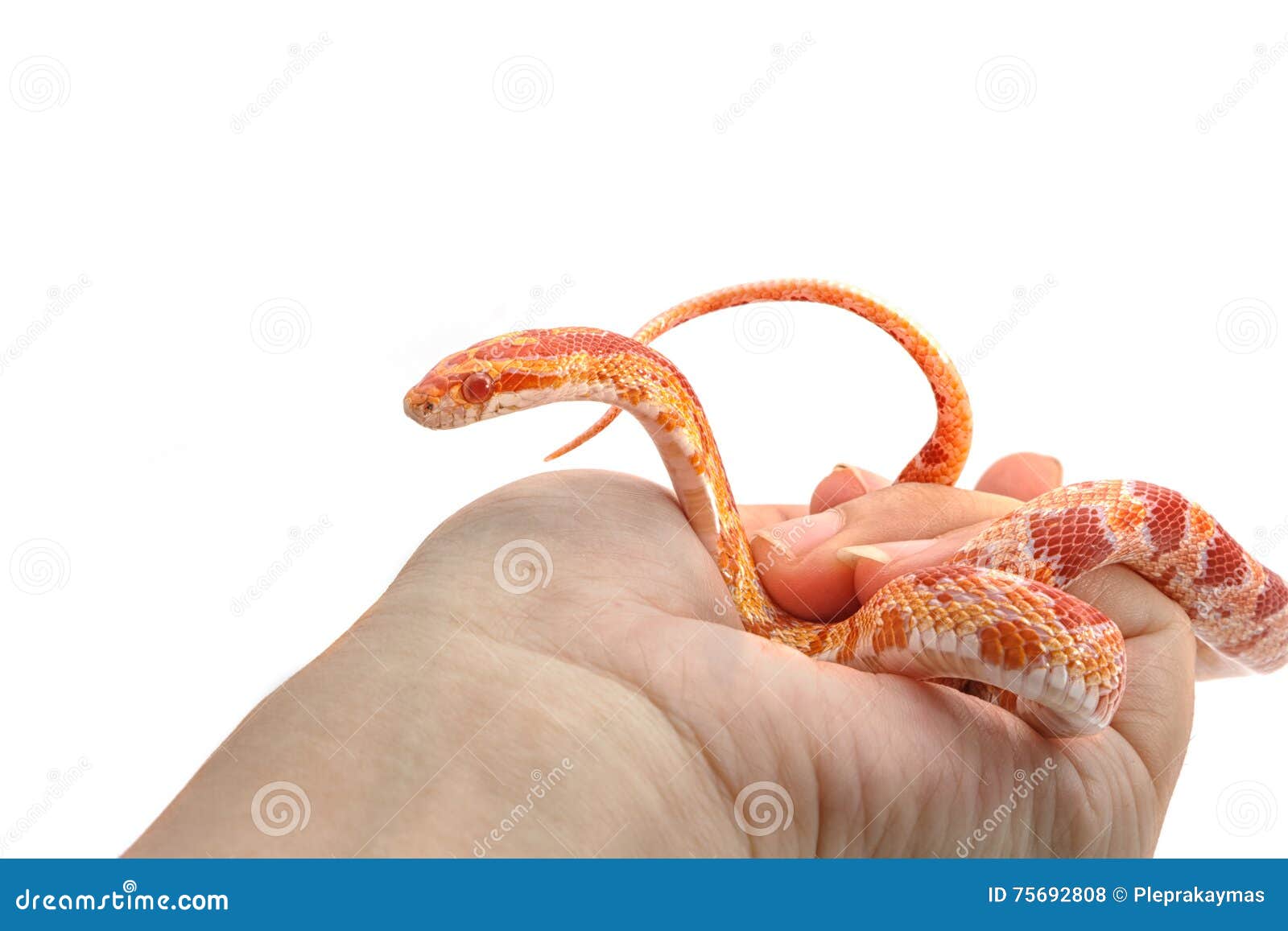 Corn Snake Wrapped Around Woman Hand Stock Photo - Image of wild ...