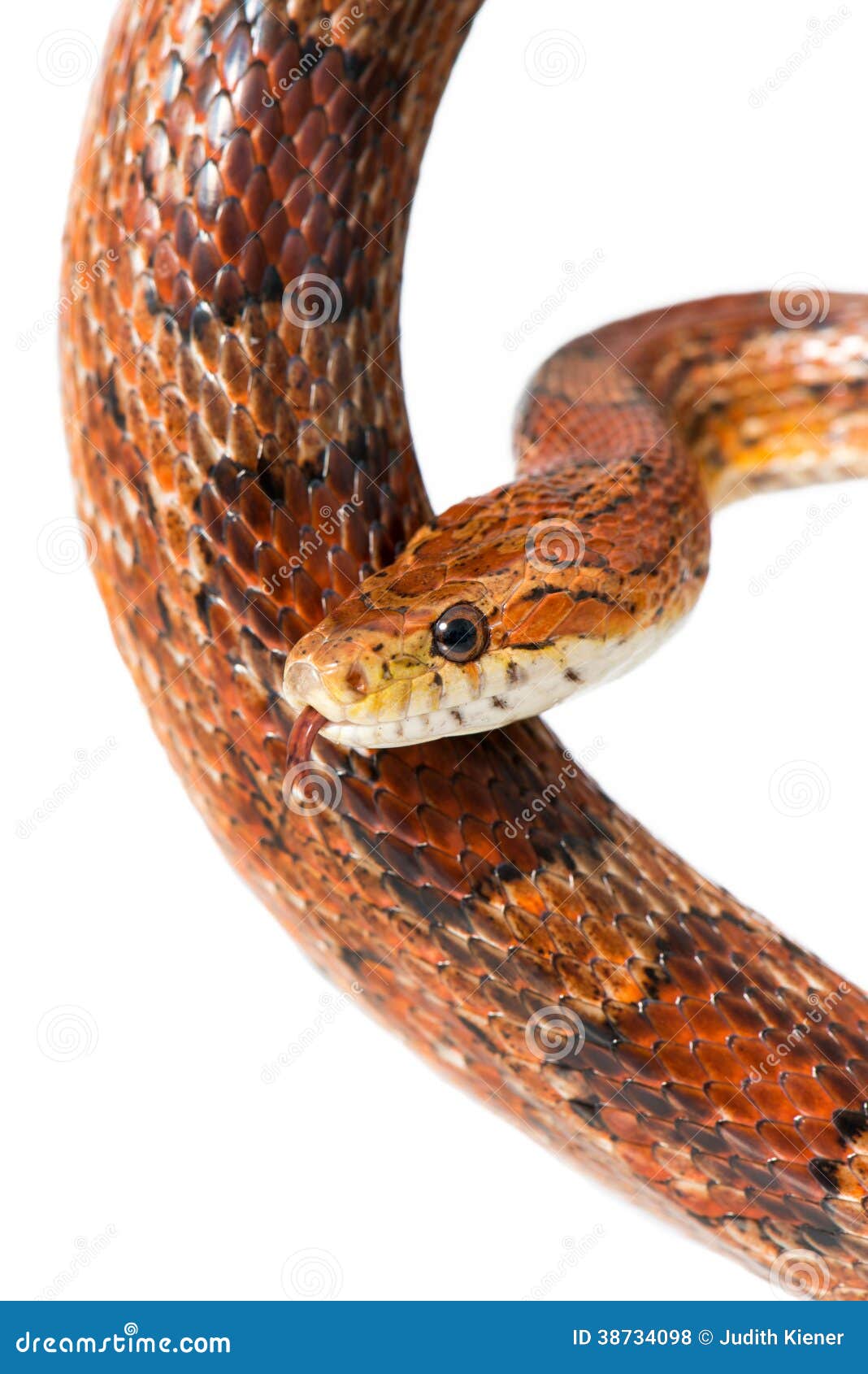 Corn snakes stock photo. Image of guttatus, macro, corn - 38734098
