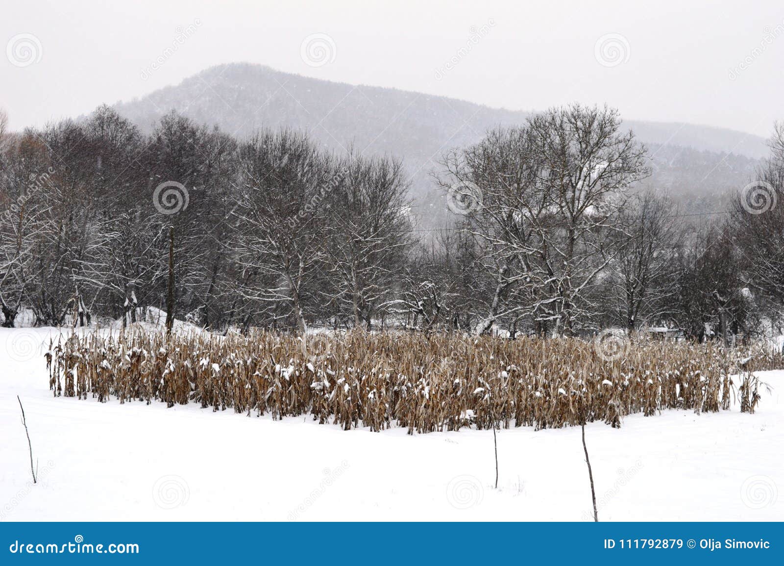 Corn in the snow stock image. Image of snow, nature - 111792879