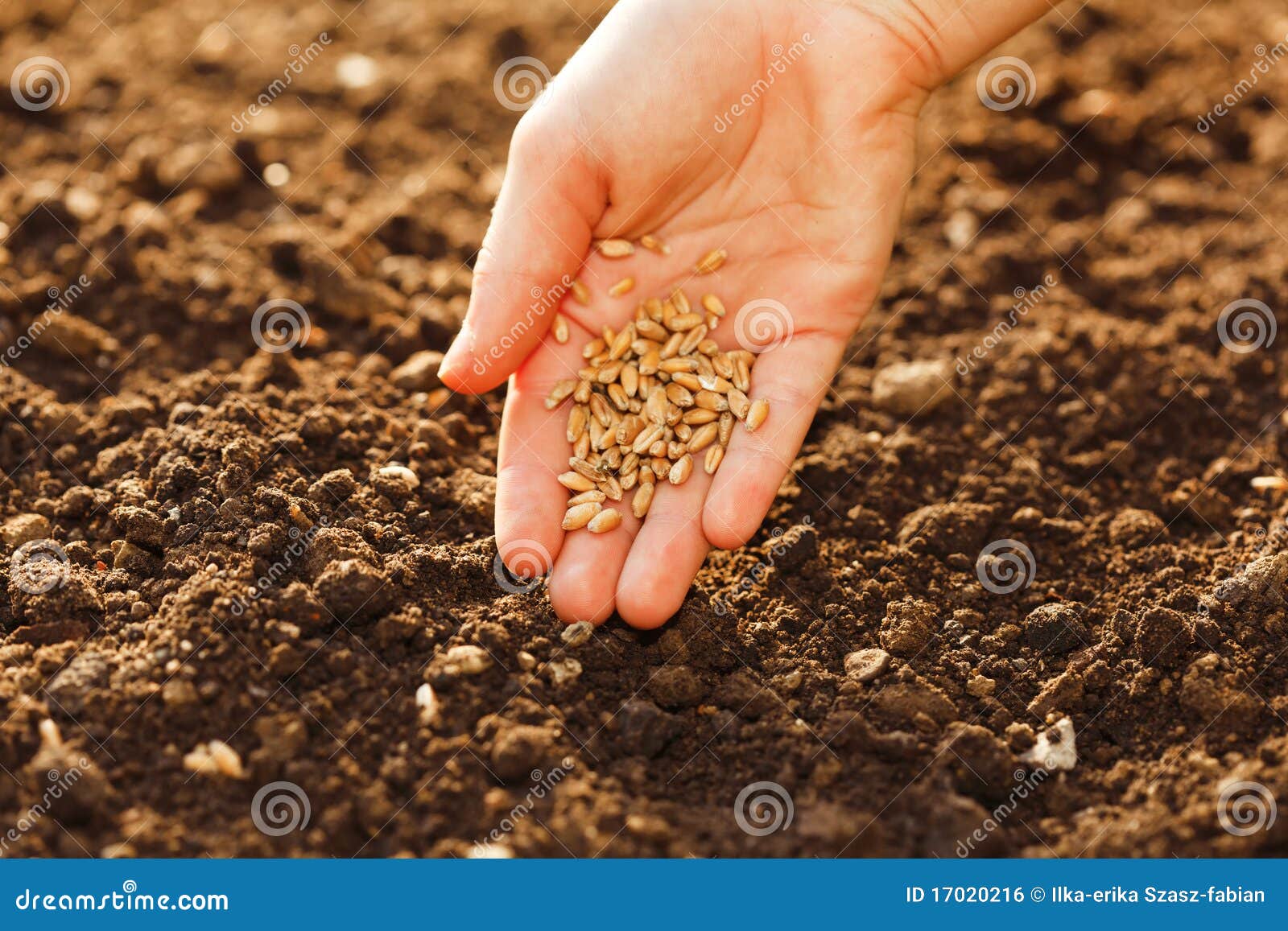 Corn sowing by hand stock photo. Image of corn, detail - 17020216