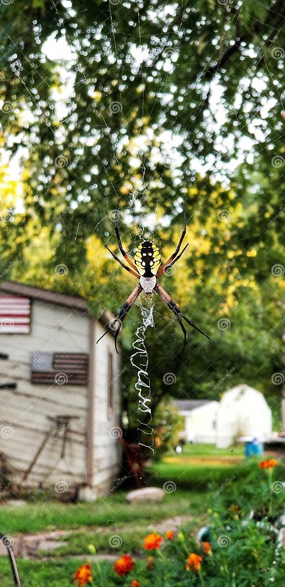 Corn Spider in Web stock image. Image of arachnid, spider - 125199359