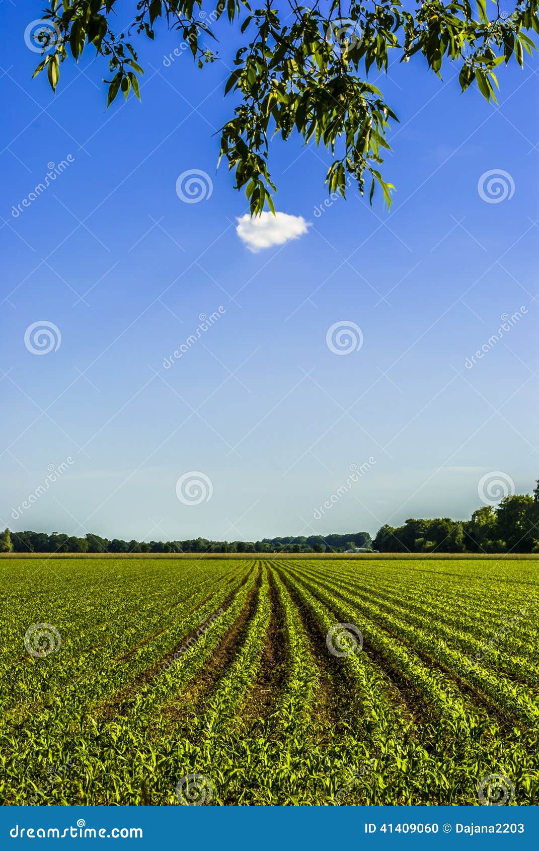 Corn in Spring stock photo. Image of spring, field, corn - 41409060