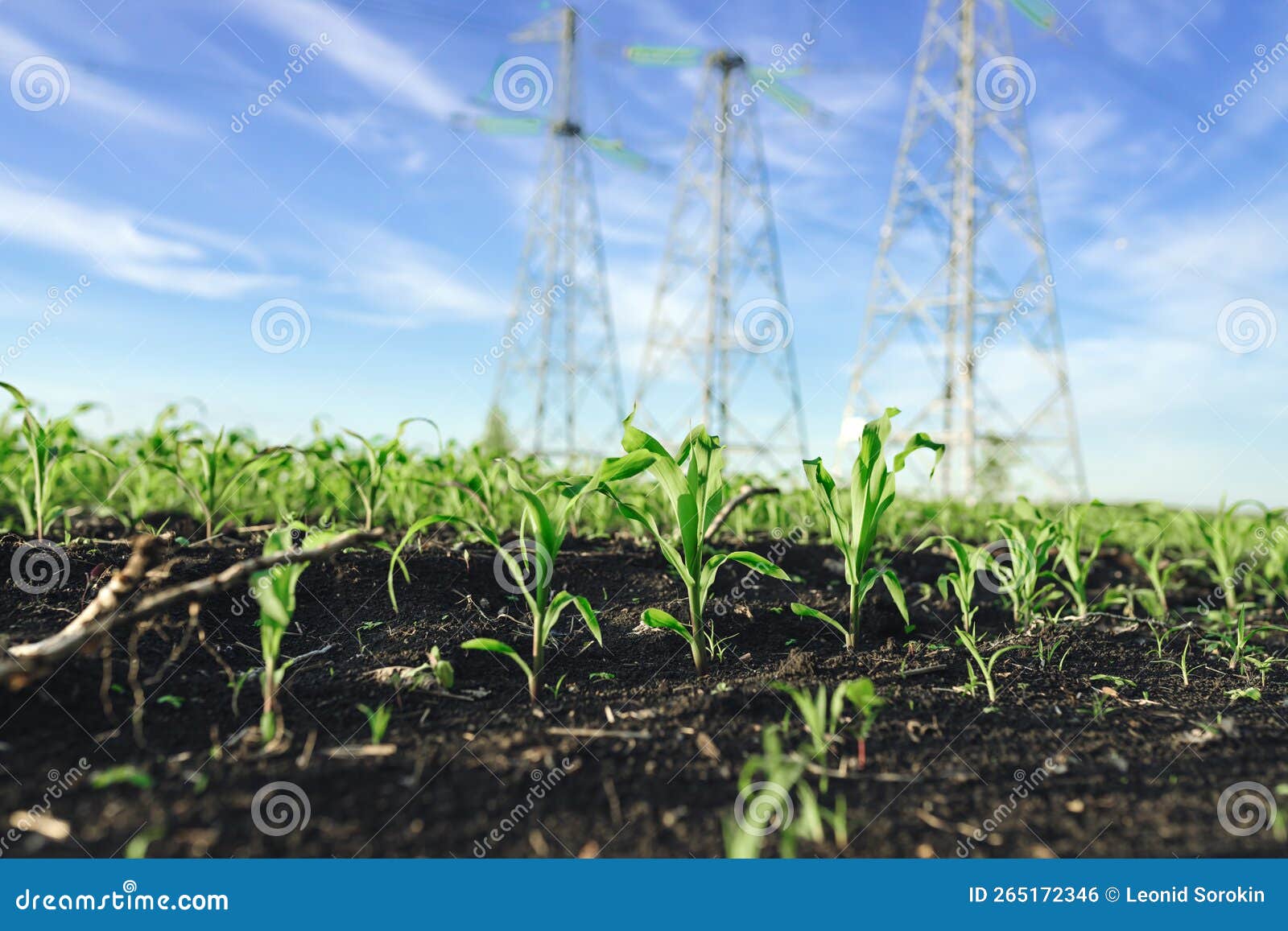 Corn Sprout with High Voltage Power Line on Background Stock Photo ...