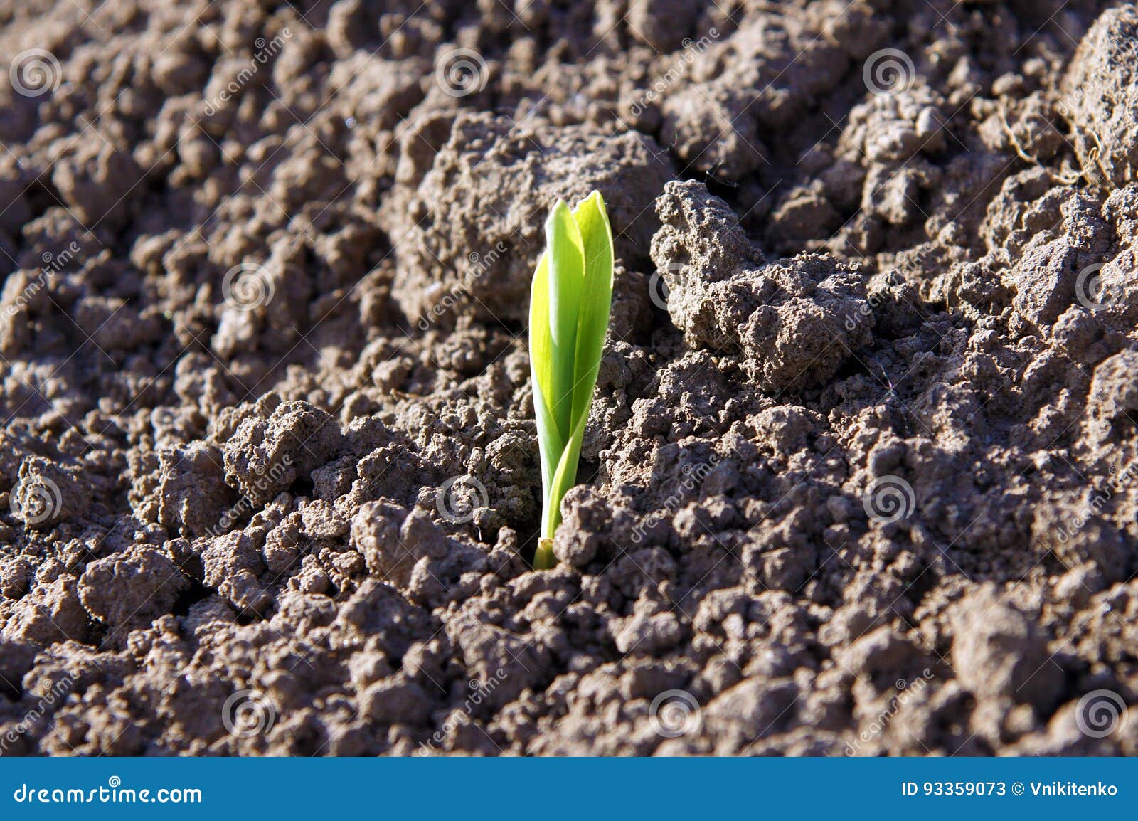 The Corn Sprout stock image. Image of field, farmland - 93359073