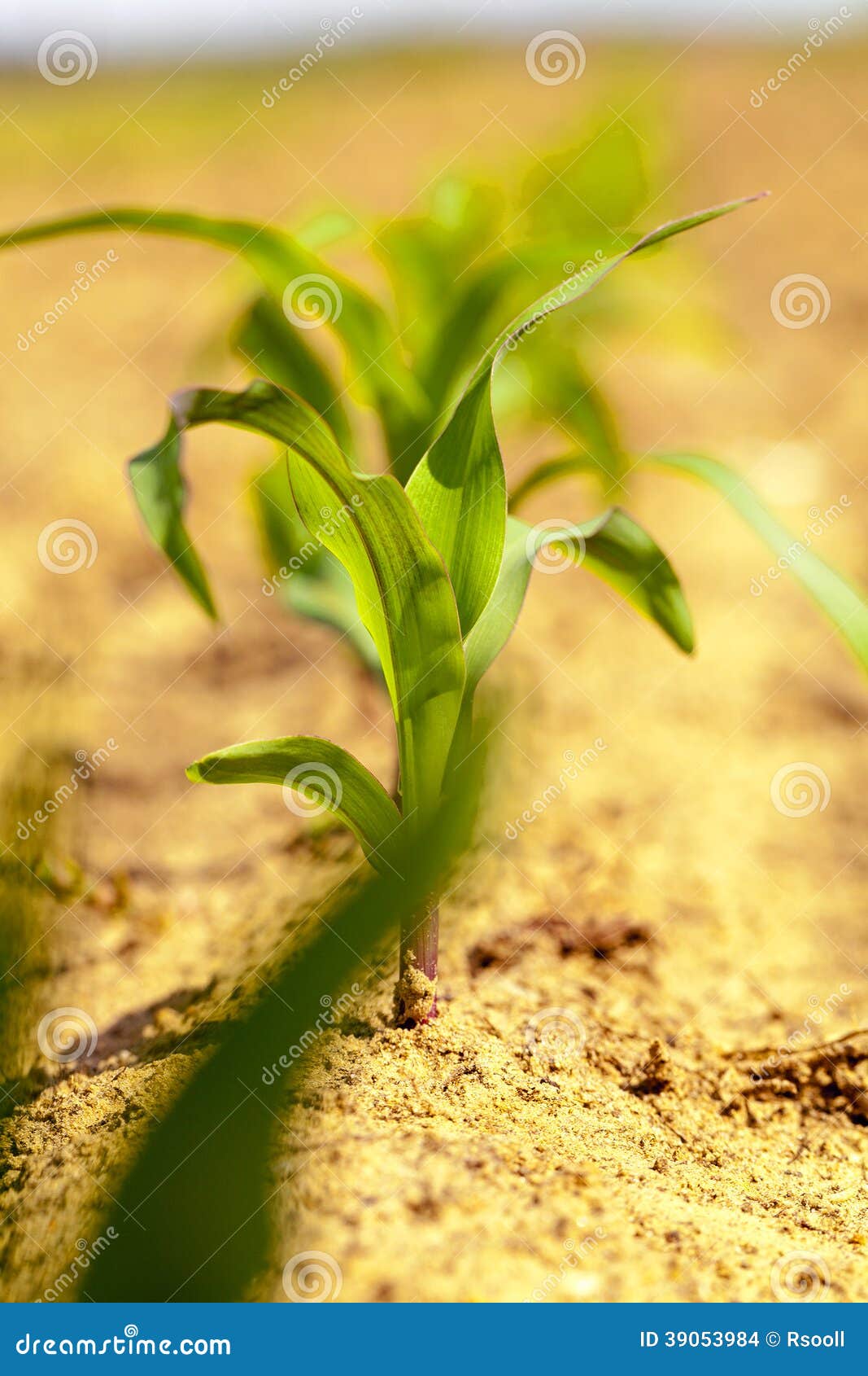 Corn sprout stock photo. Image of brightly, food, closeup - 39053984