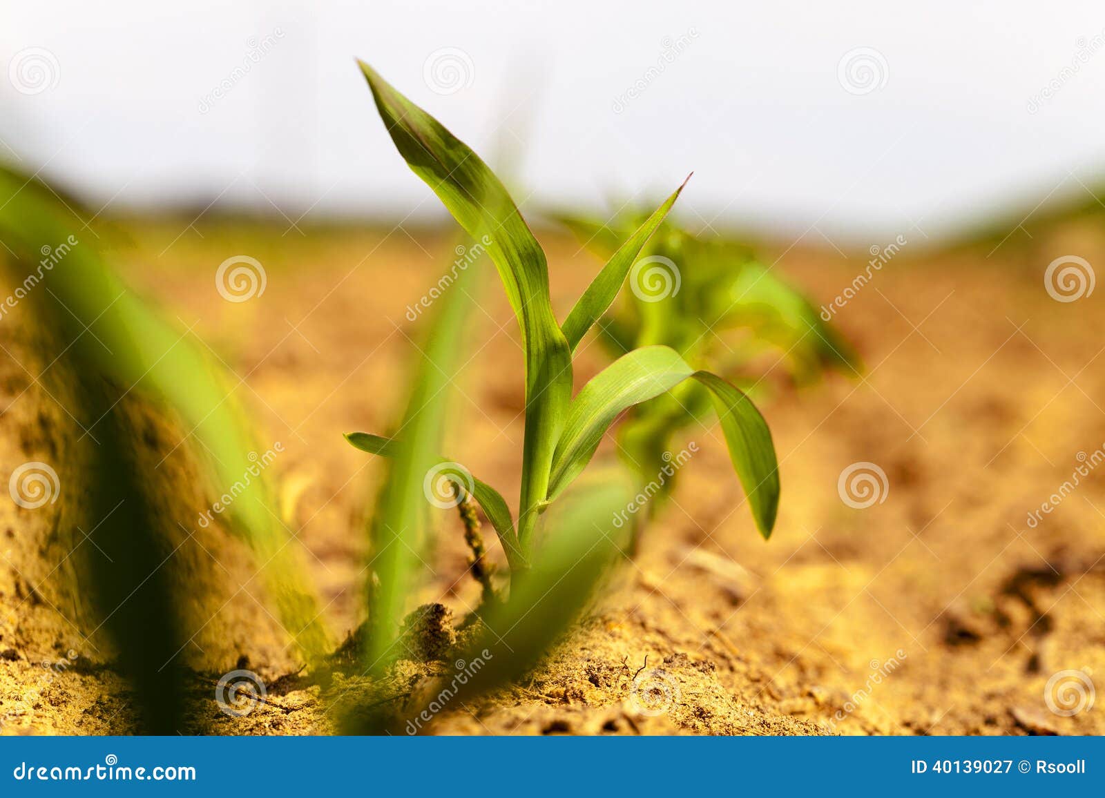 Corn sprout stock image. Image of healthy, cereal, growth - 40139027