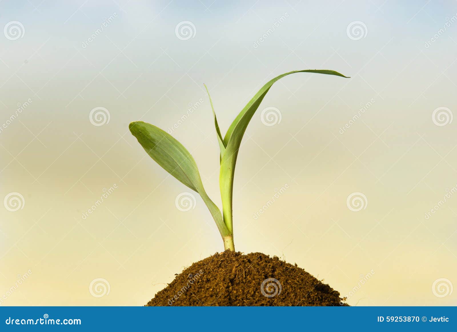 Corn sprout stock photo. Image of ground, outdoor, organic - 59253870