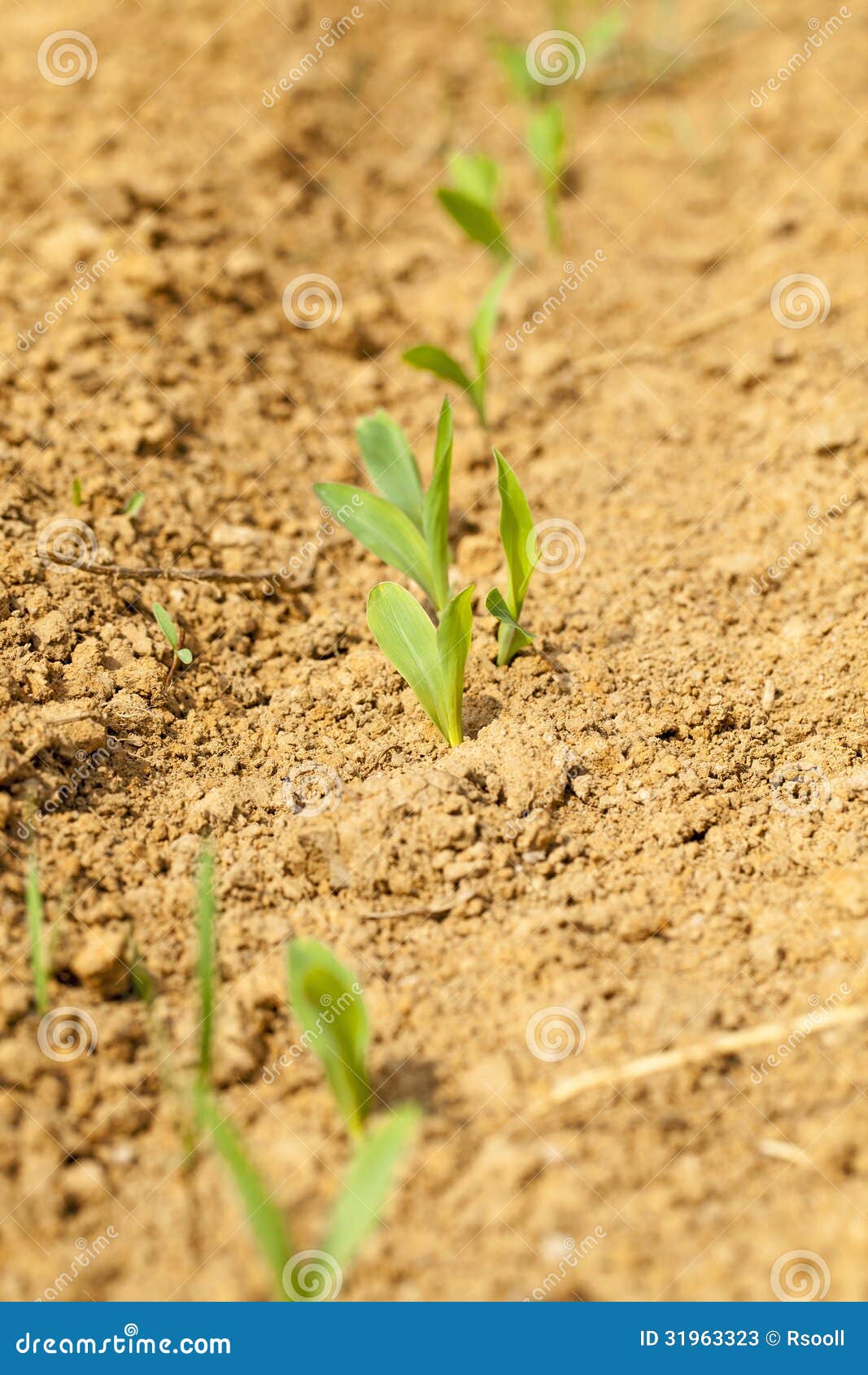 Corn sprout stock image. Image of flora, grow, fields - 31963323