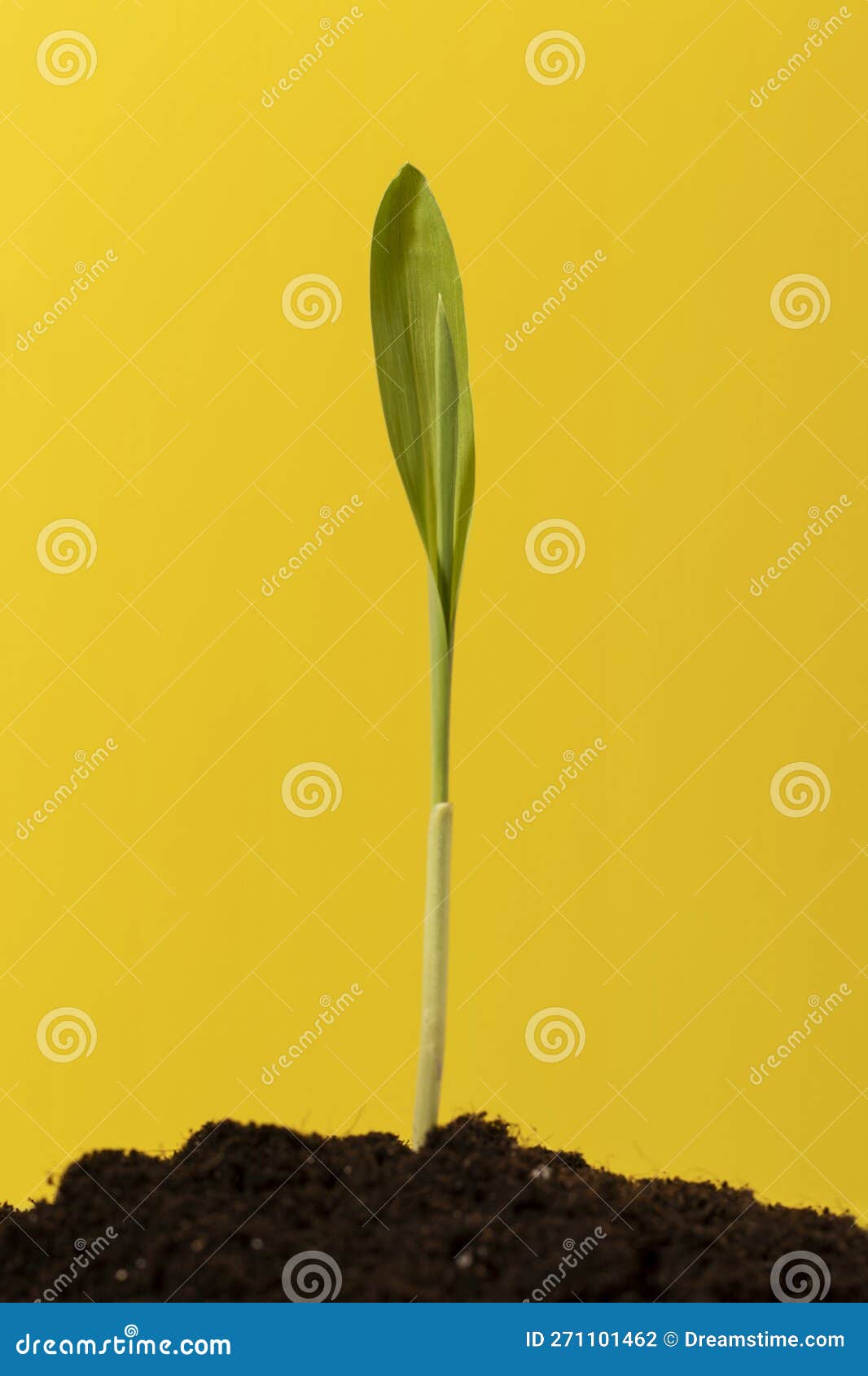 Corn sprout in soil. stock photo. Image of germination - 271101462