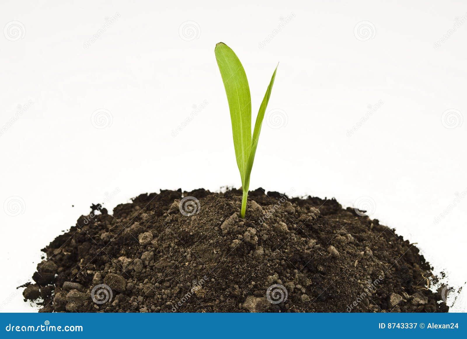Corn sprout in soil stock image. Image of plants, sprout - 8743337