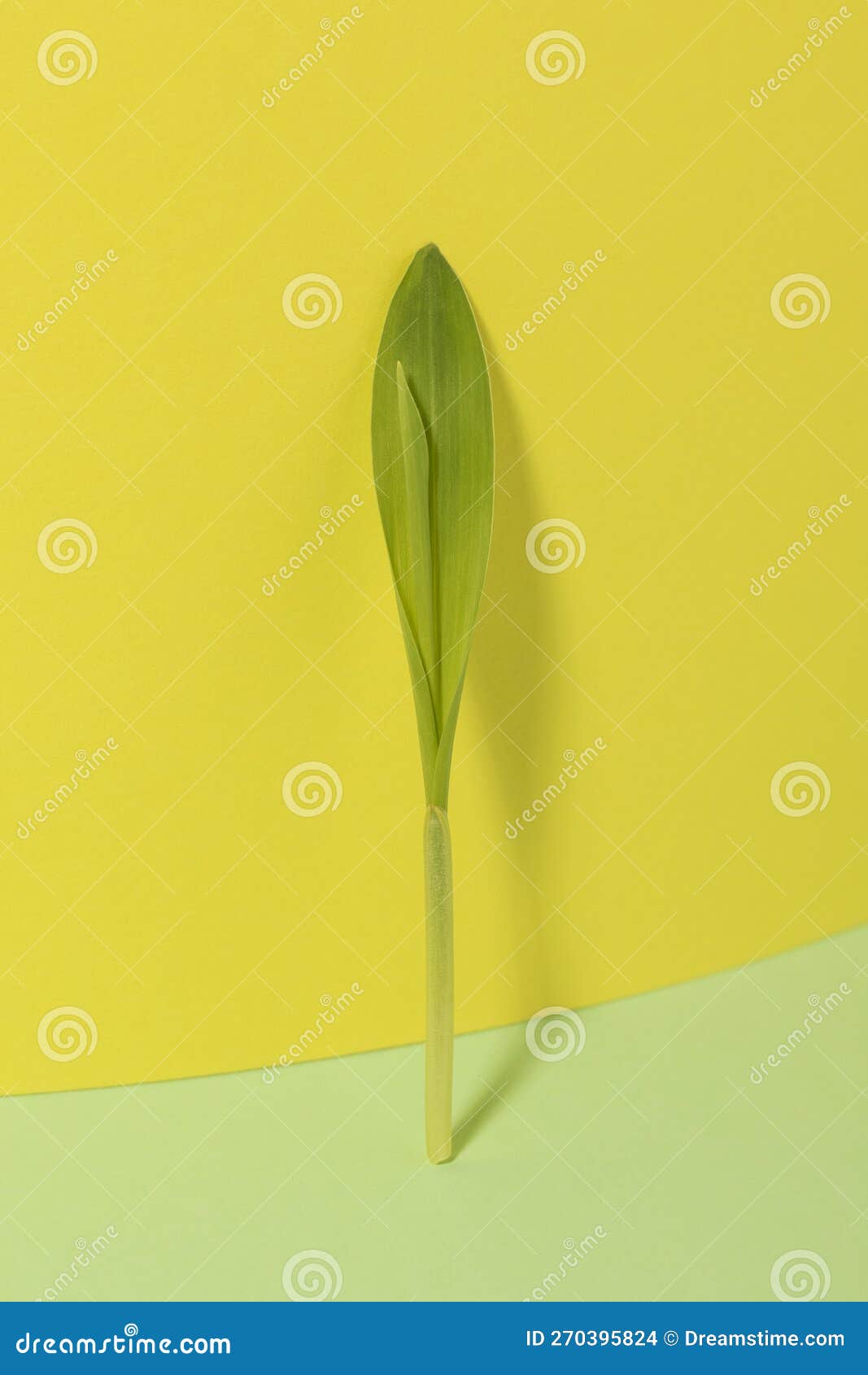 Corn Sprout on a Yellow Background. Stock Photo - Image of sprout, corn ...