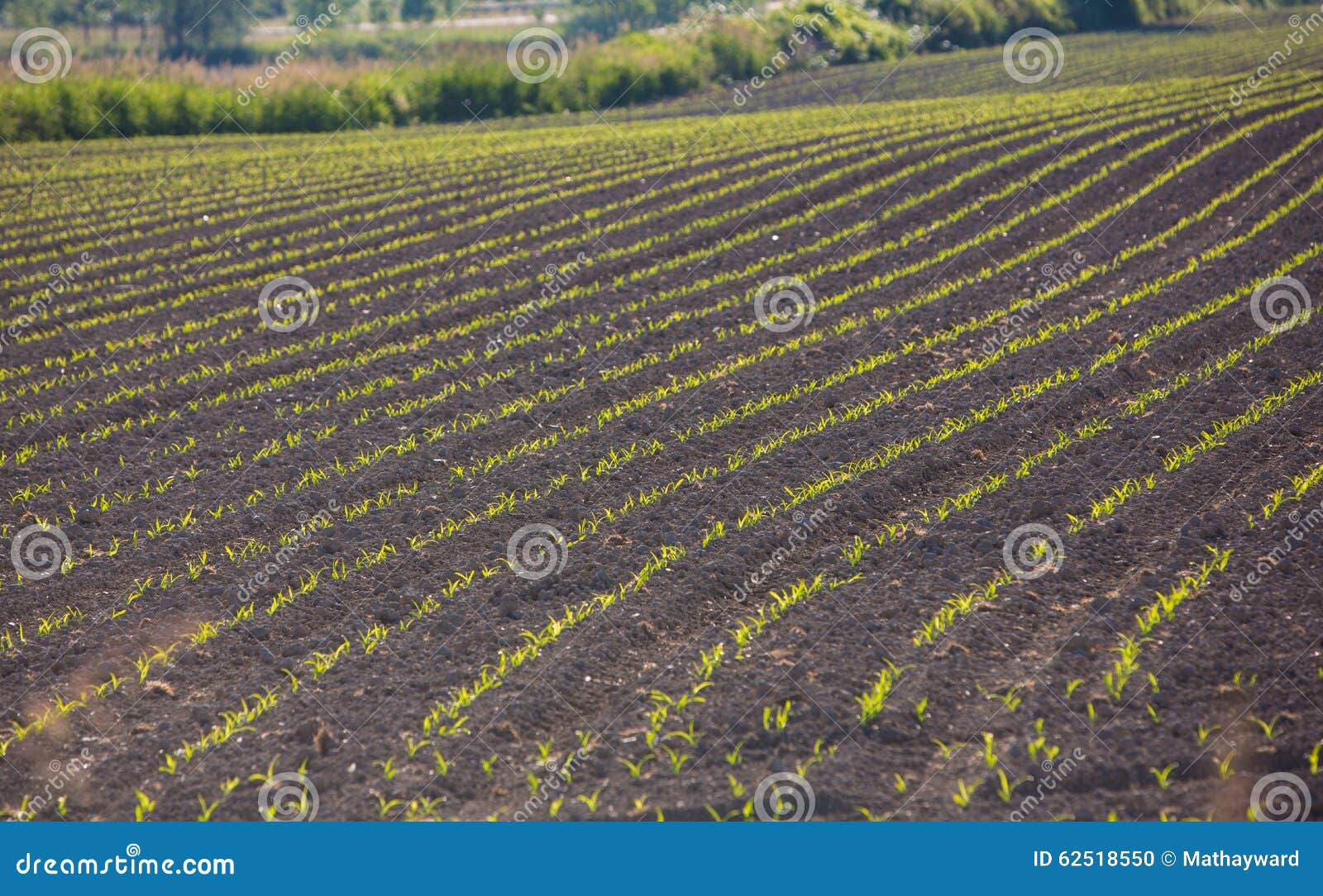 Corn sprouting at a farm stock photo. Image of organic - 62518550