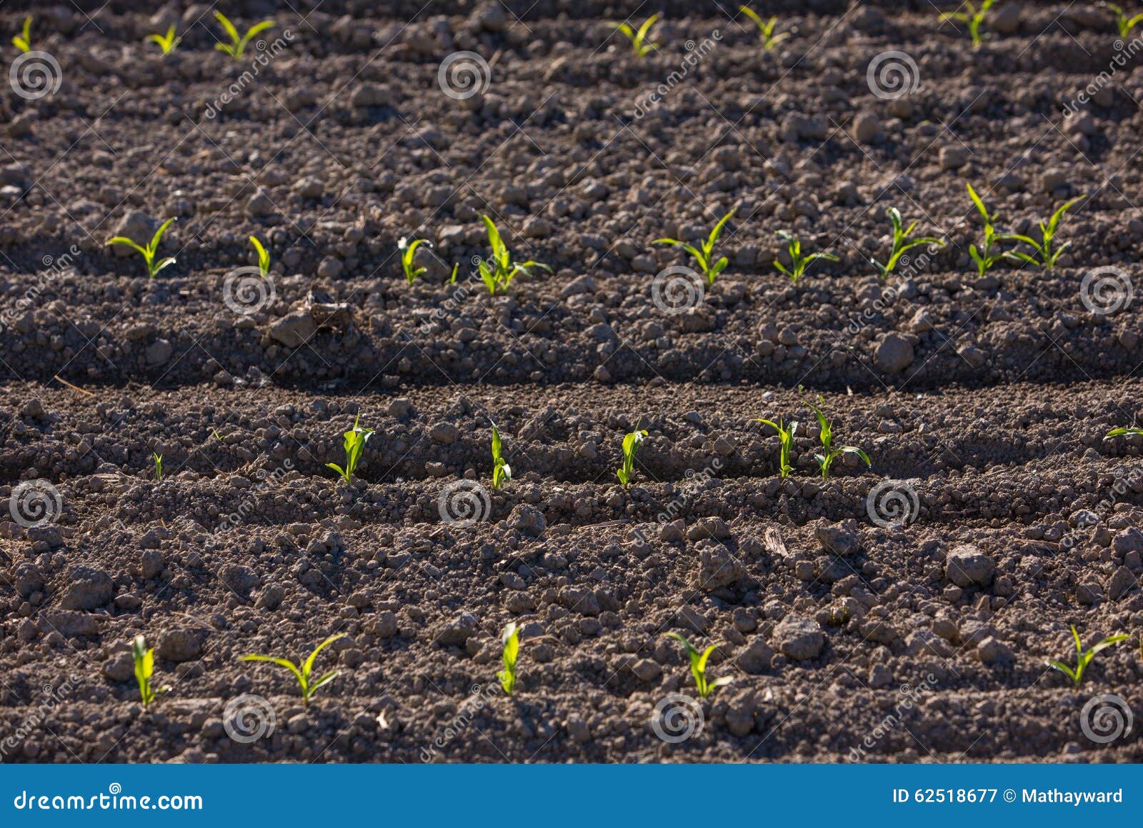 Corn sprouting at a farm stock image. Image of food, farming - 62518677