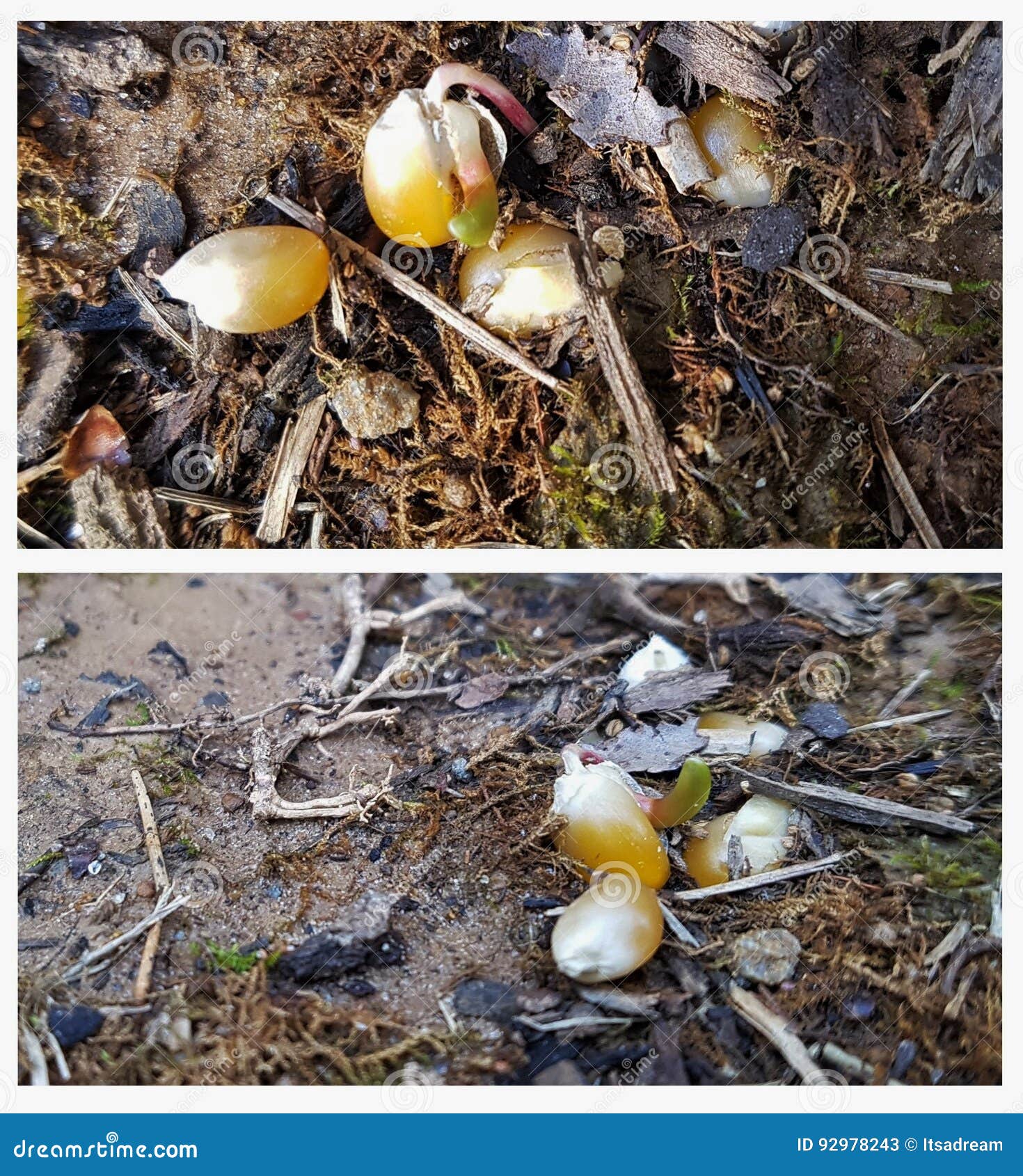 Corn sprouting stock image. Image of corn, seedling, crop - 92978243