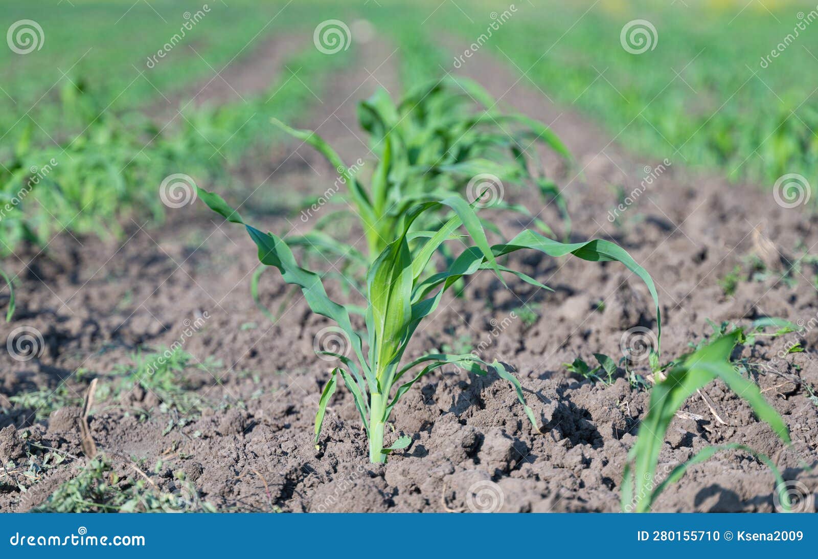 Corn sprouts on the field stock photo. Image of countryside - 280155710