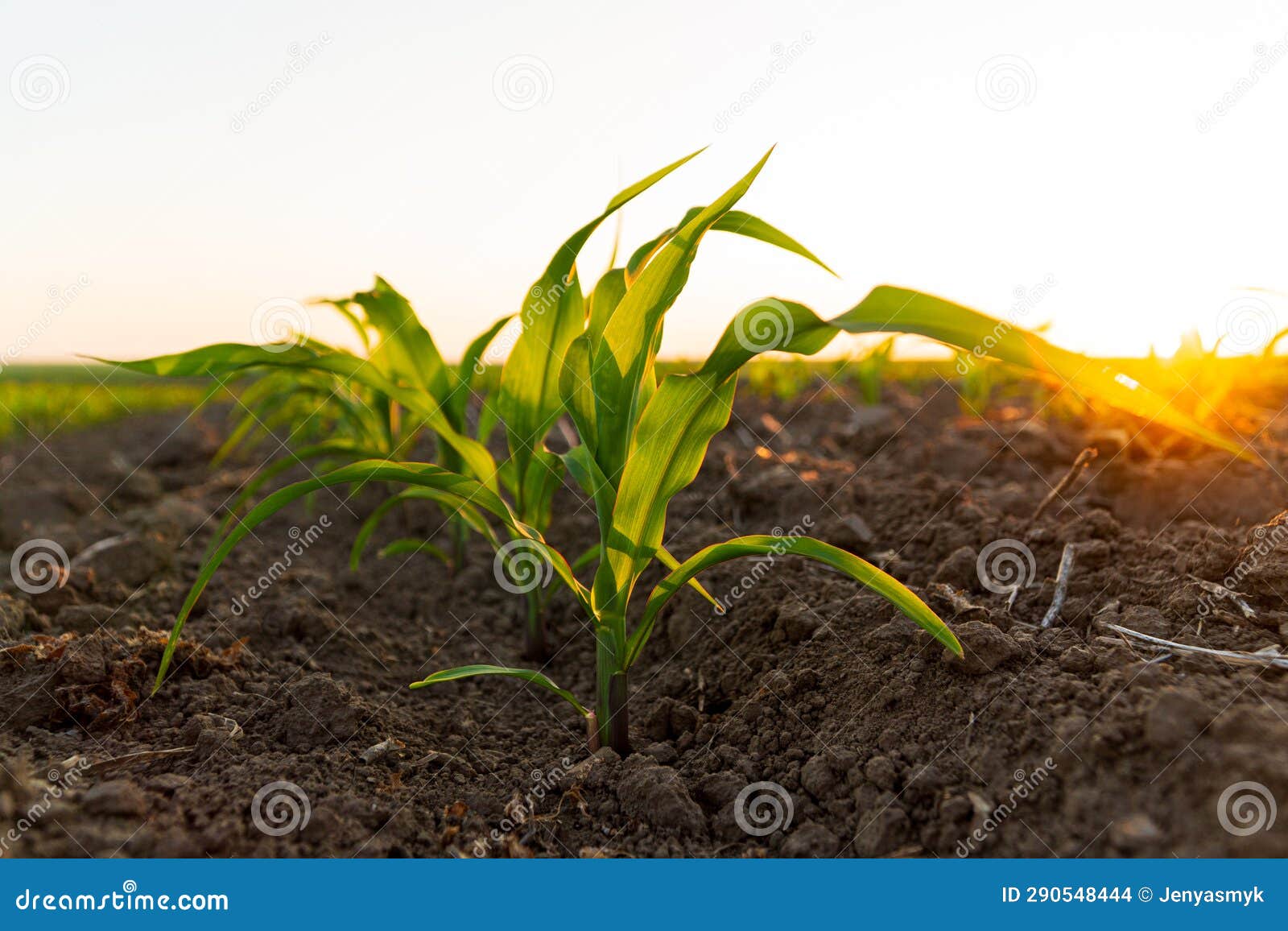 Corn Sprouts in a Corn Field. Close-up of a Corn Sprout at Sunset ...